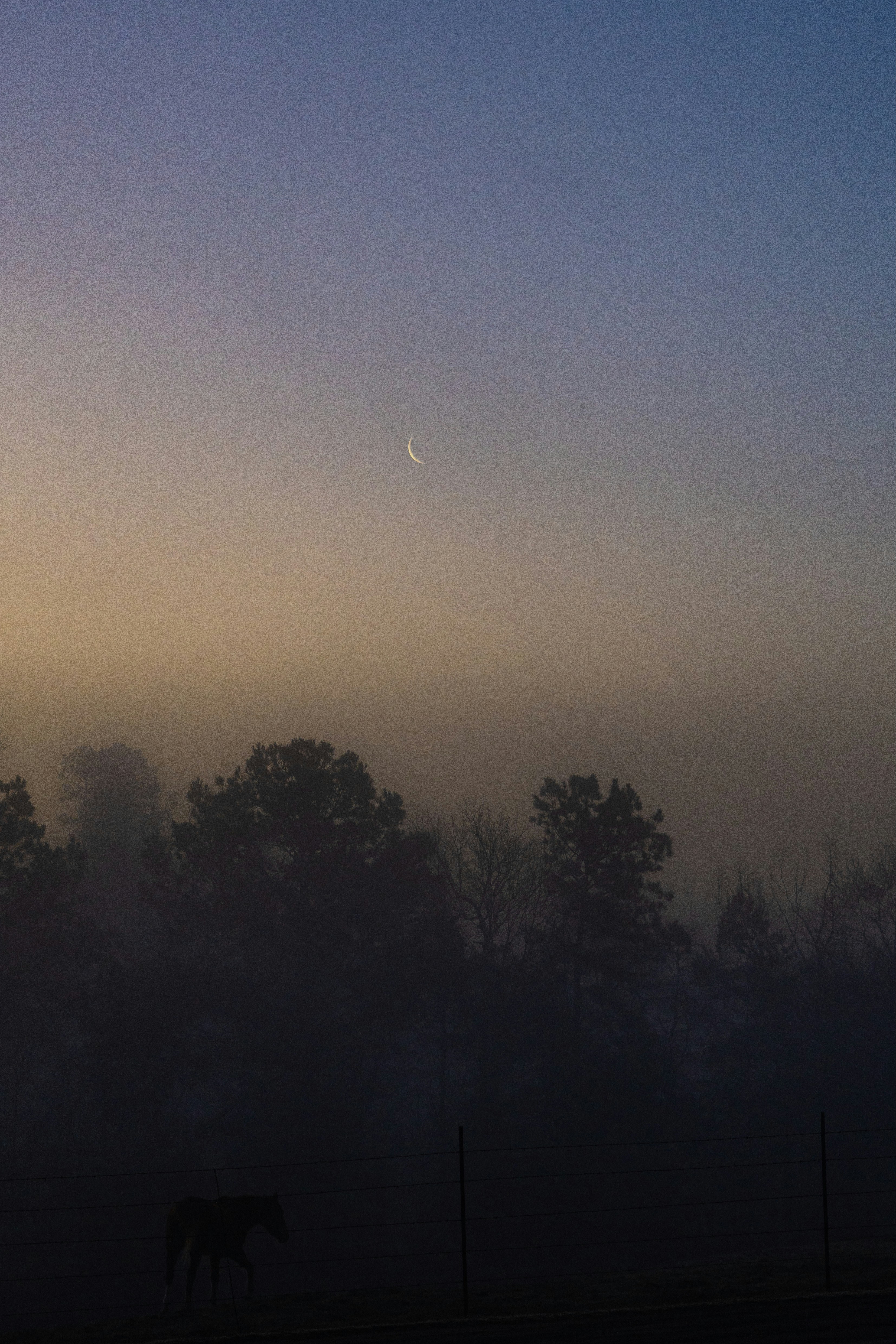A lone horse walks through a misty forest at dusk.