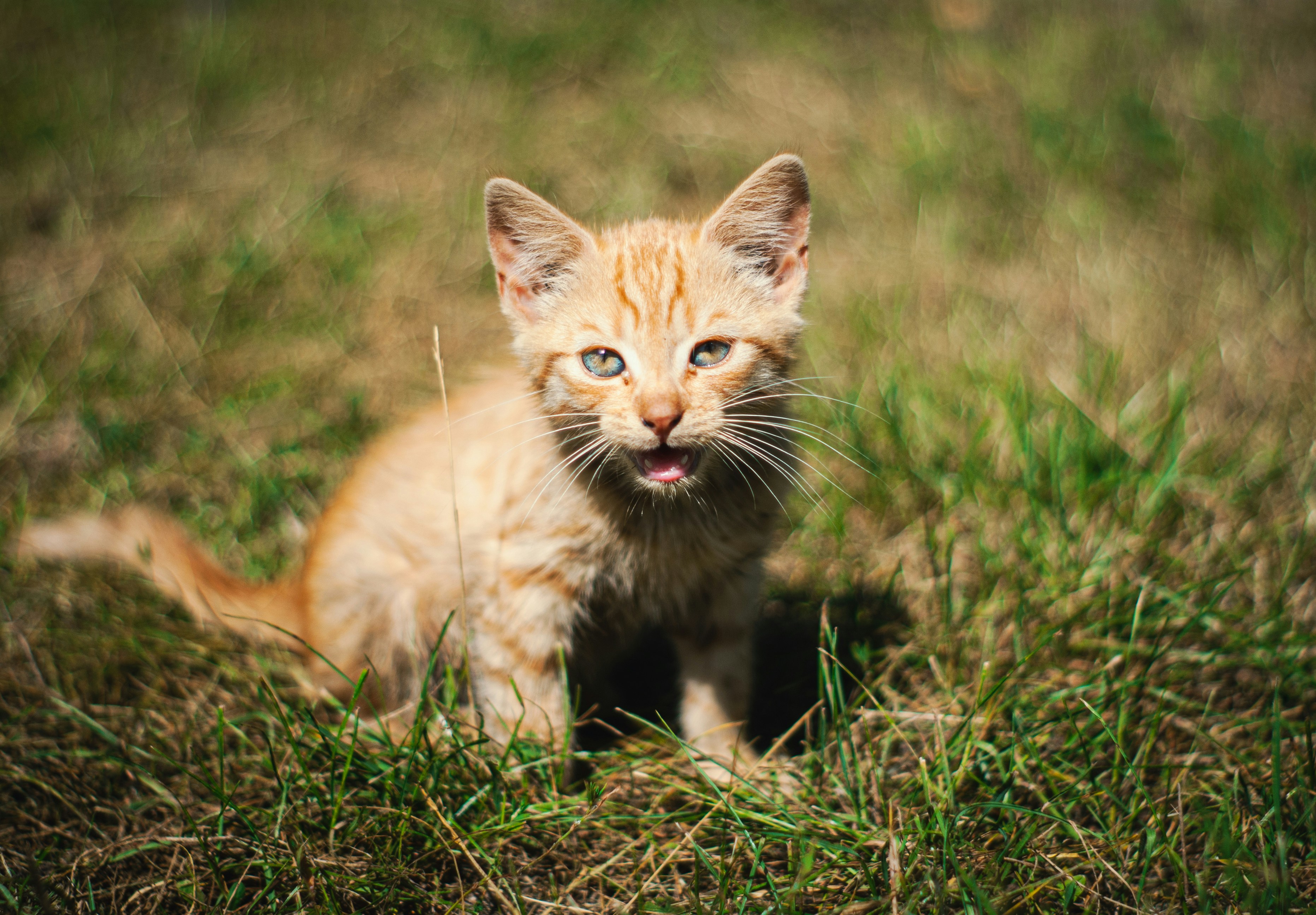 Meow | A small ginger kitten sits in the grass.