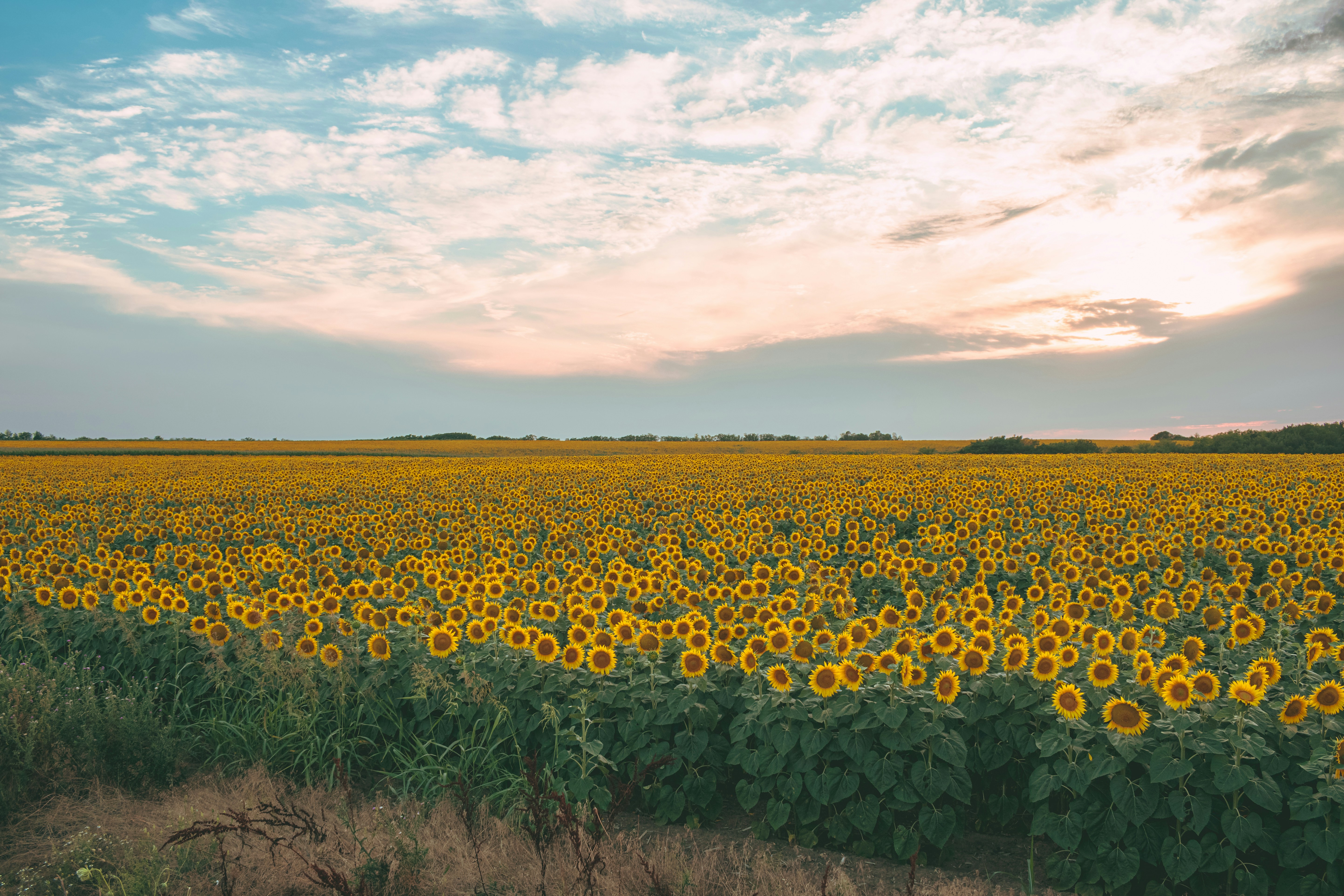 Golden sunflower field in the countryside, nature background | Vast sunflower field under a cloudy sky at sunset