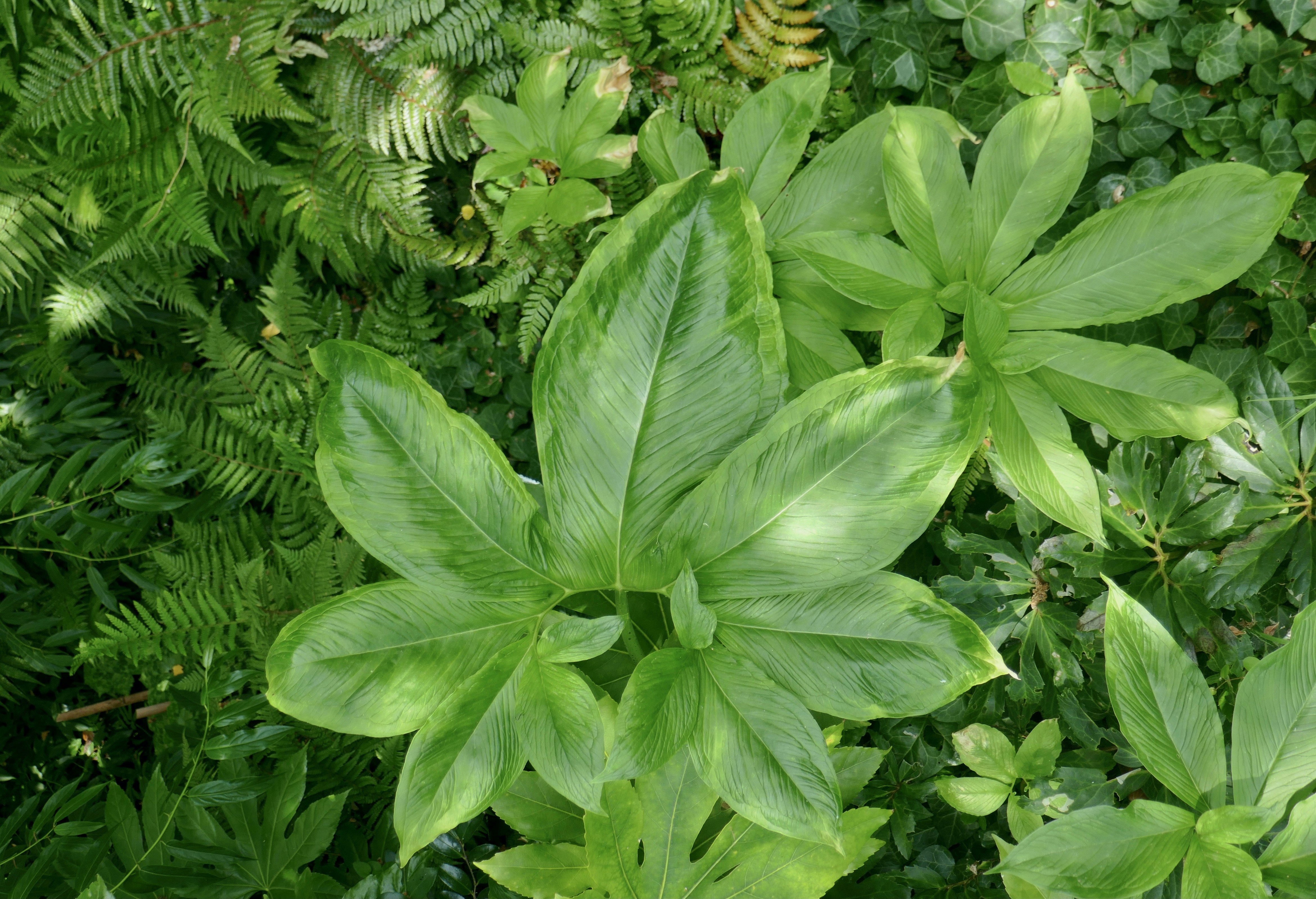 Feuilles complexes Guy Grandjean Rouges Jardins | Lush green foliage with variegated leaves