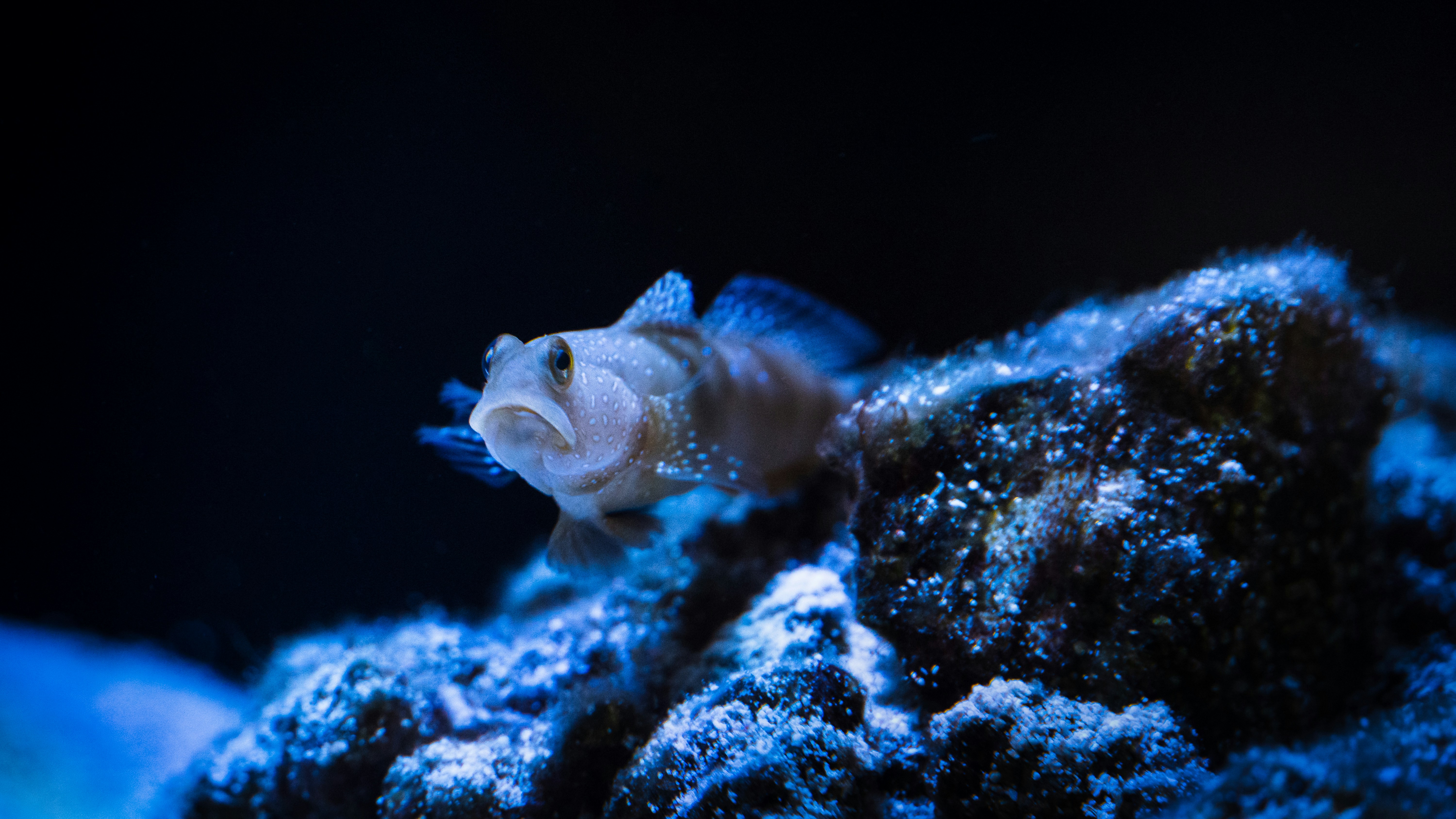 A small fish rests on a rock in dark water