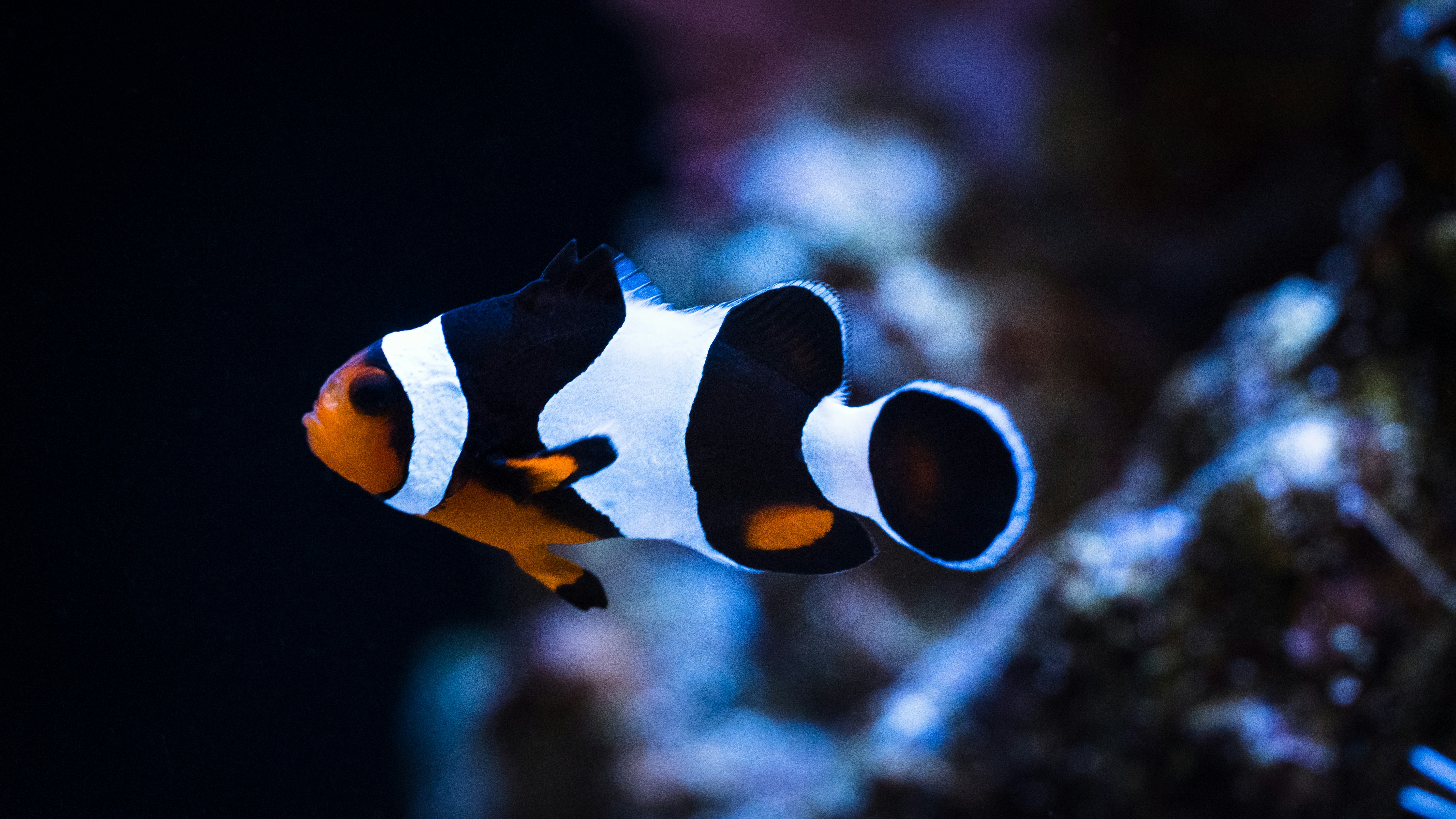 Striped Ember in the Blue: a clownfish glides past neon reef.