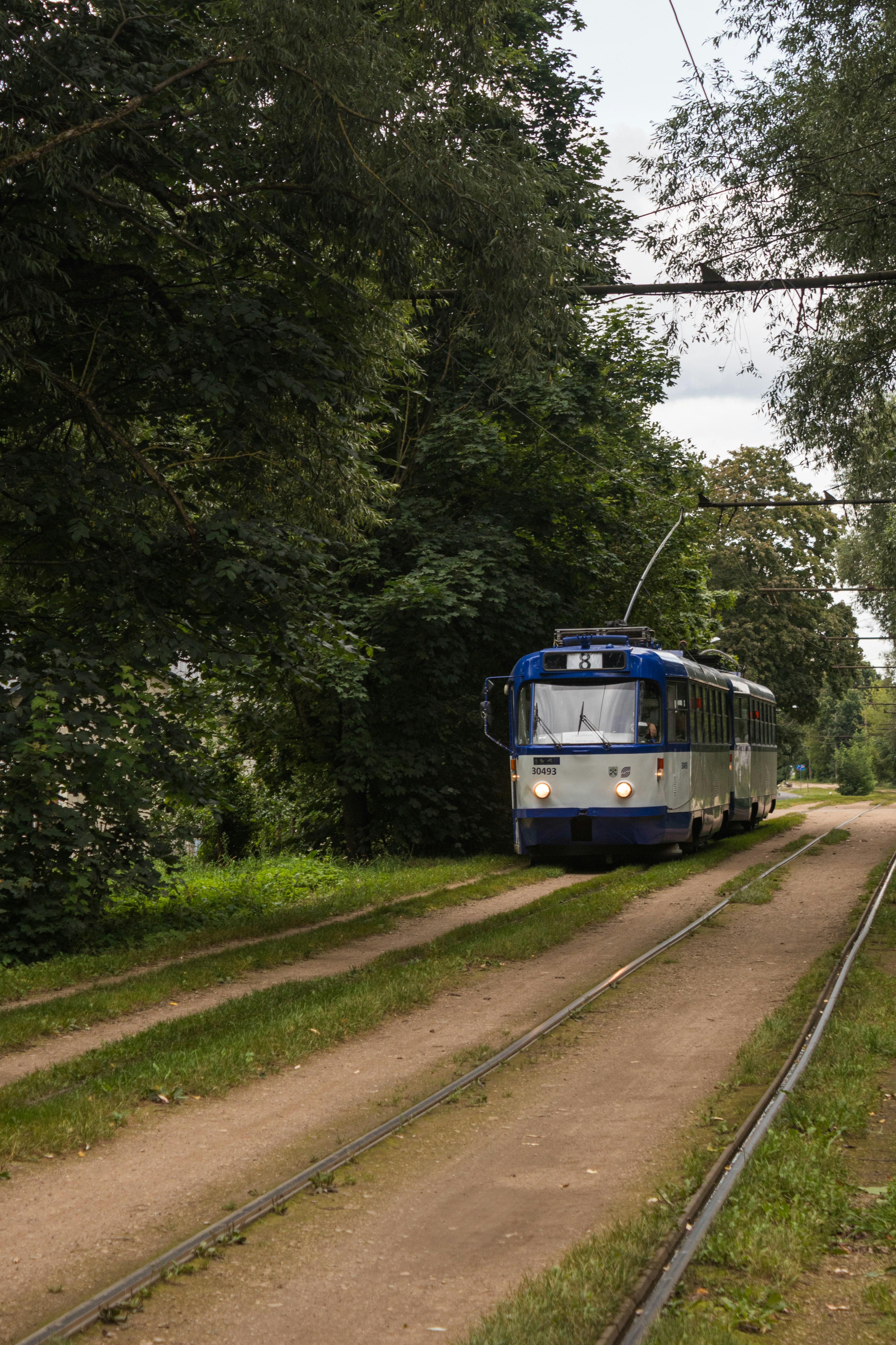 Blue tram threading a forested rail line through dappled daylight