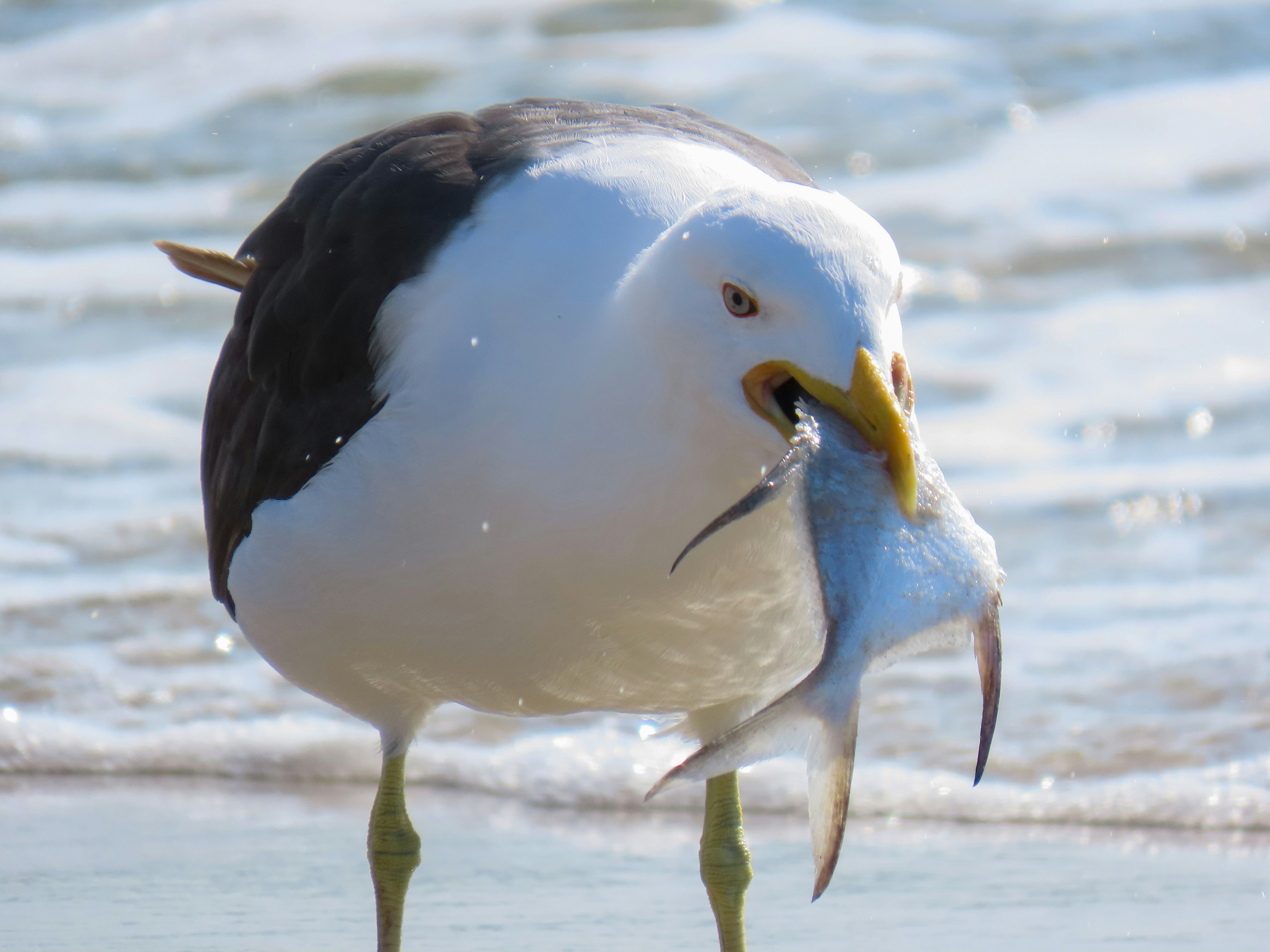 Gaivotão/Kelp Gull (Larus dominicanus) | Seagull eating a fish on the shore