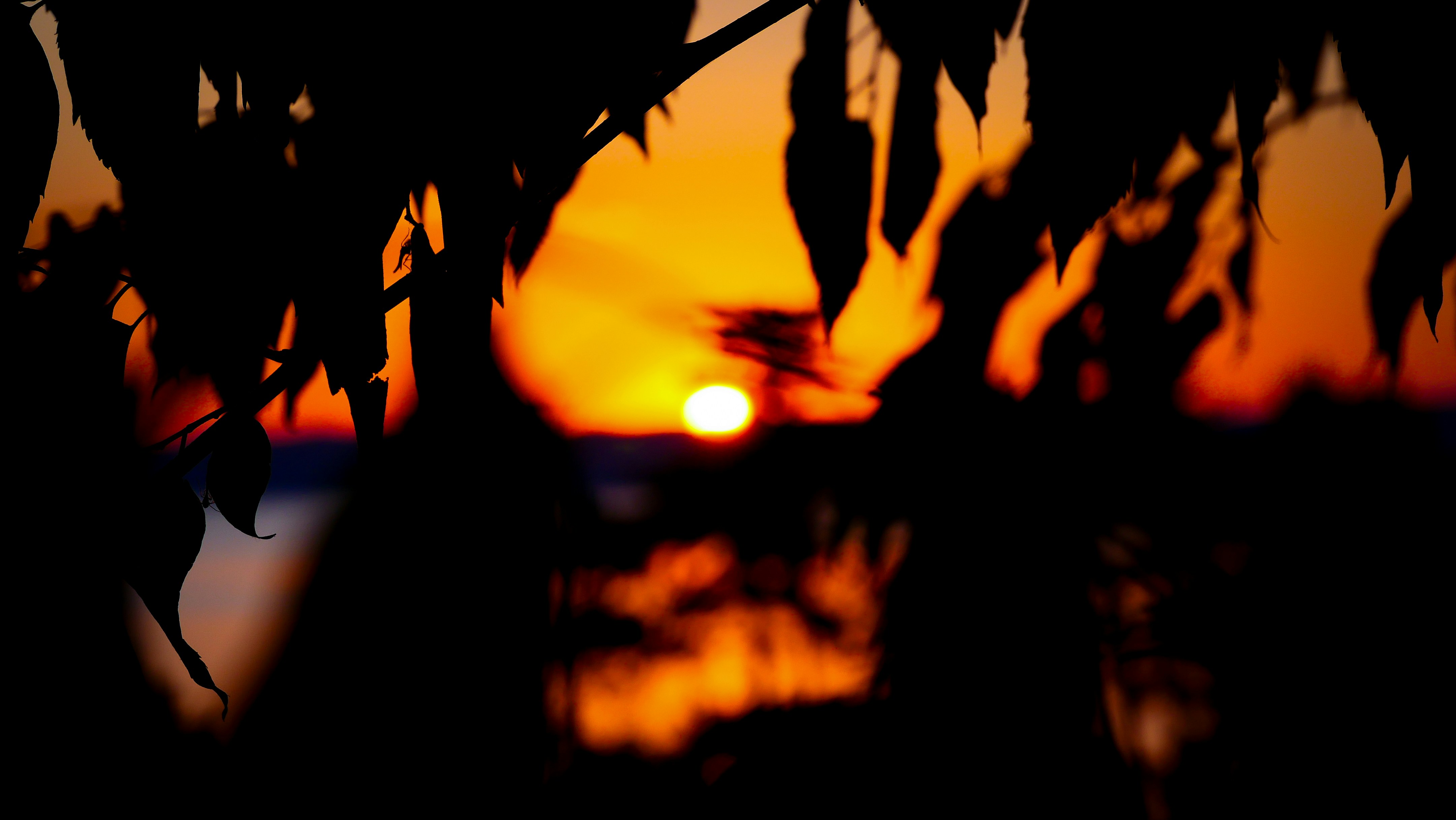 Sunset at Balaton, in Hungary | Silhouetted leaves frame a vibrant sunset over water.