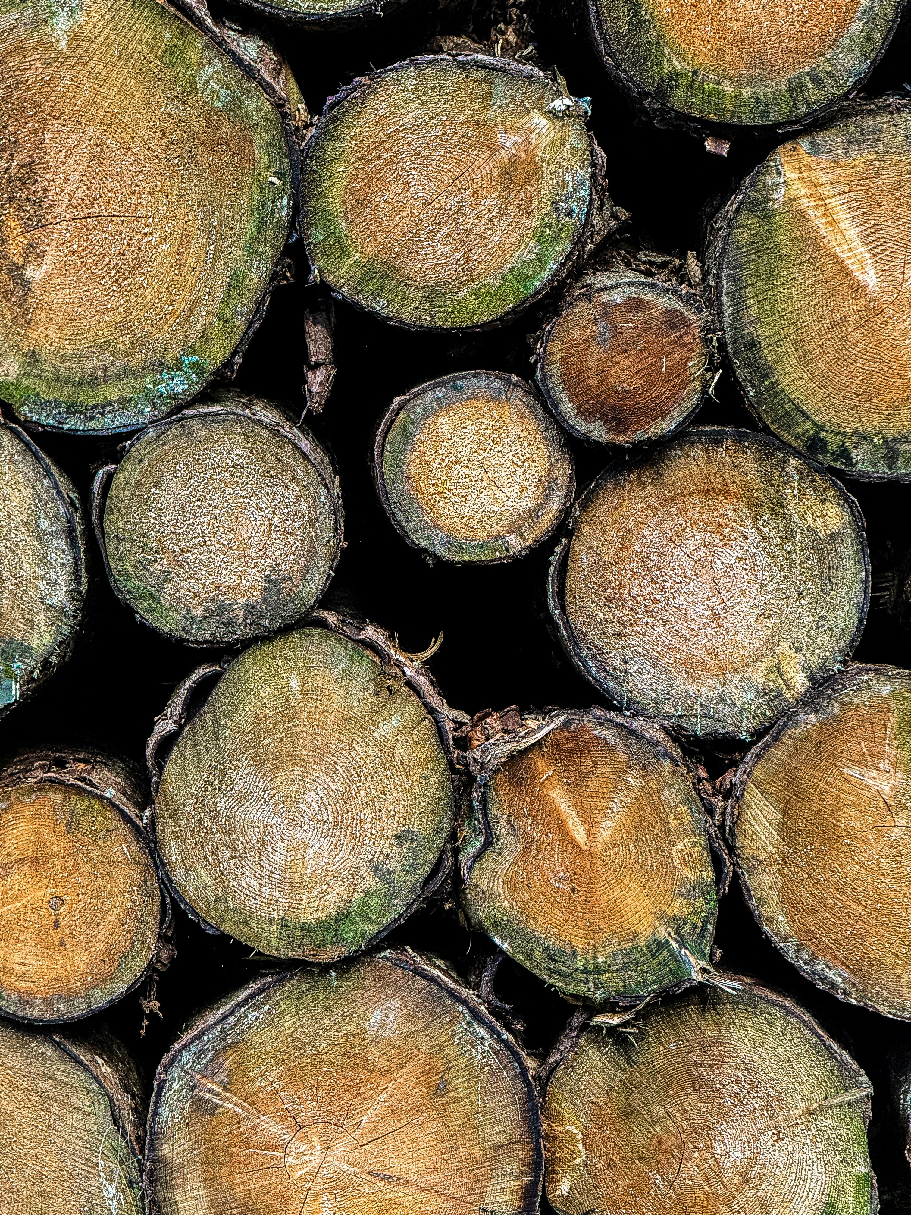 Nature's Circular Mosaic: A Study of Timber Textures