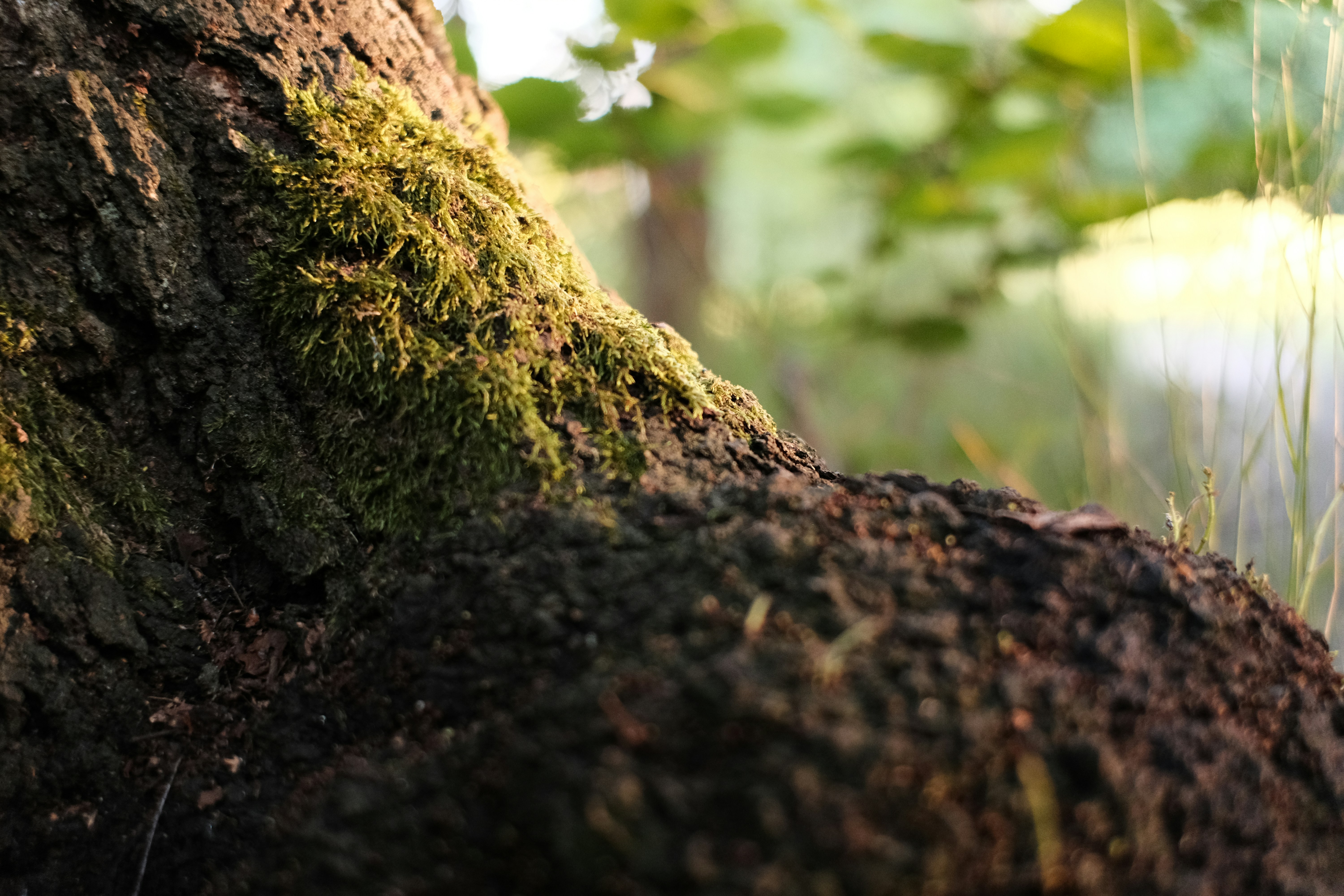 Close-up of a moss-covered tree trunk, showcasing the intricate textures and natural beauty of the forest environment.