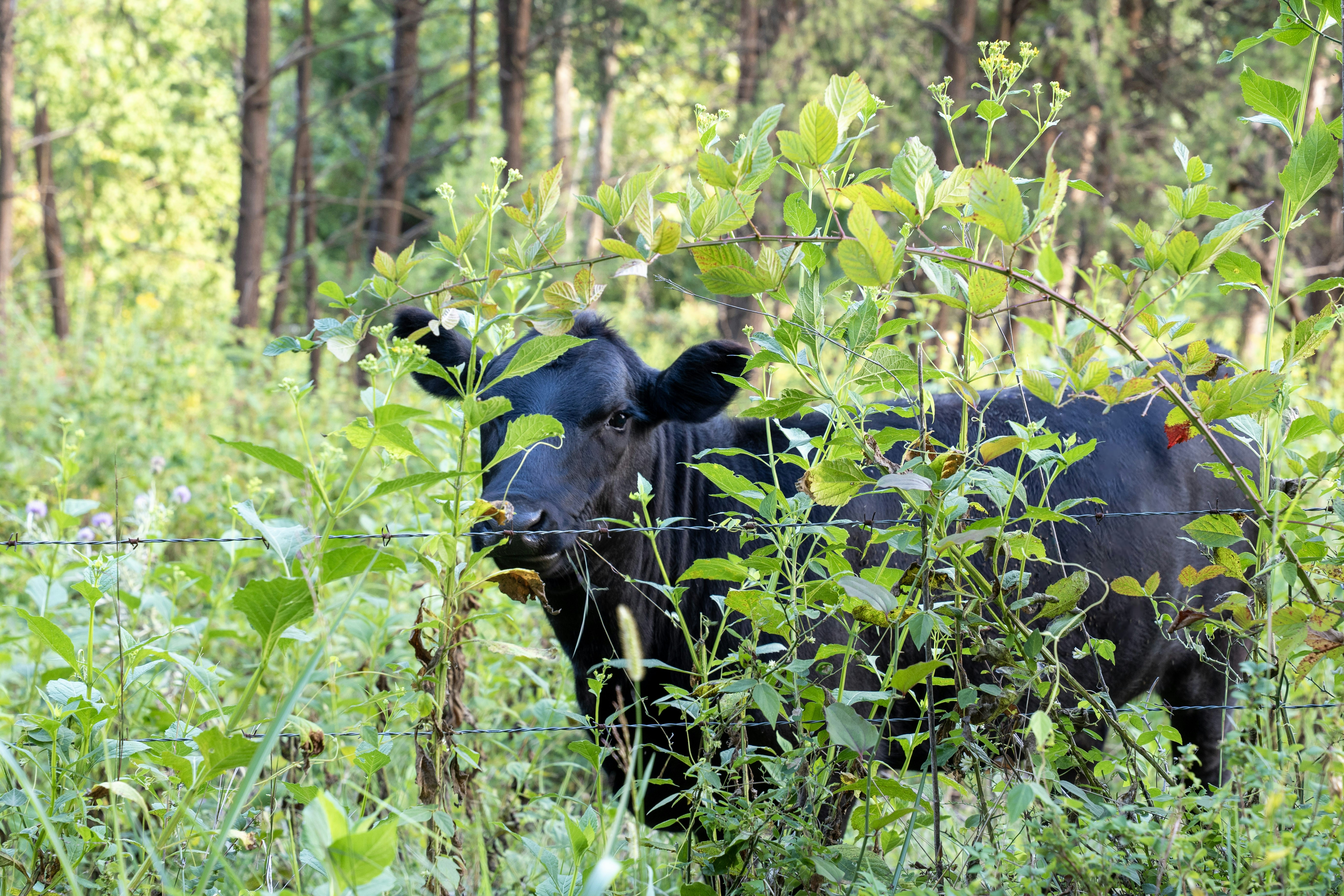 Vaca negra asomándose a través del follaje verde en un bosque foto ...