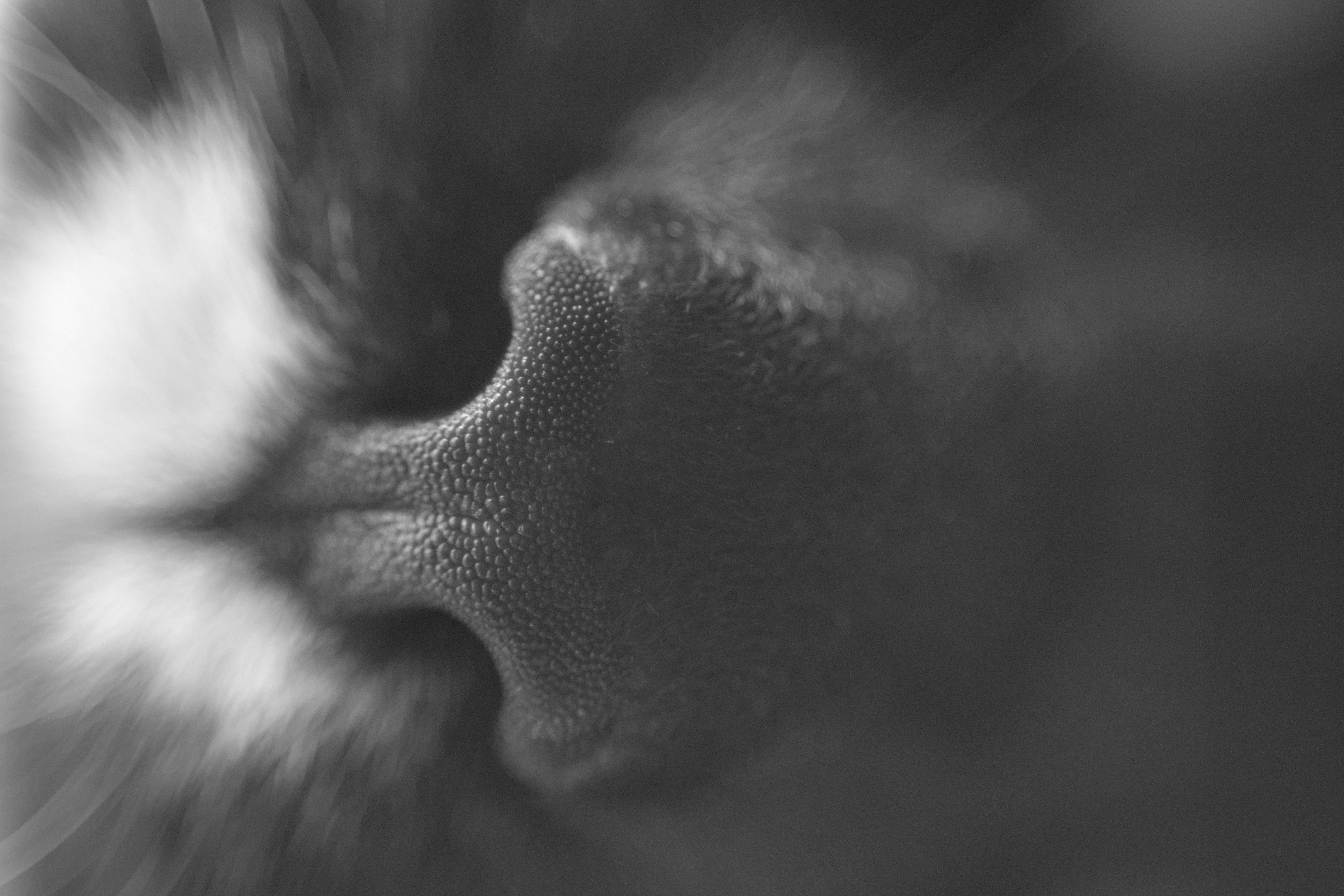 Whiskered Whispers: A Close-Up Encounter