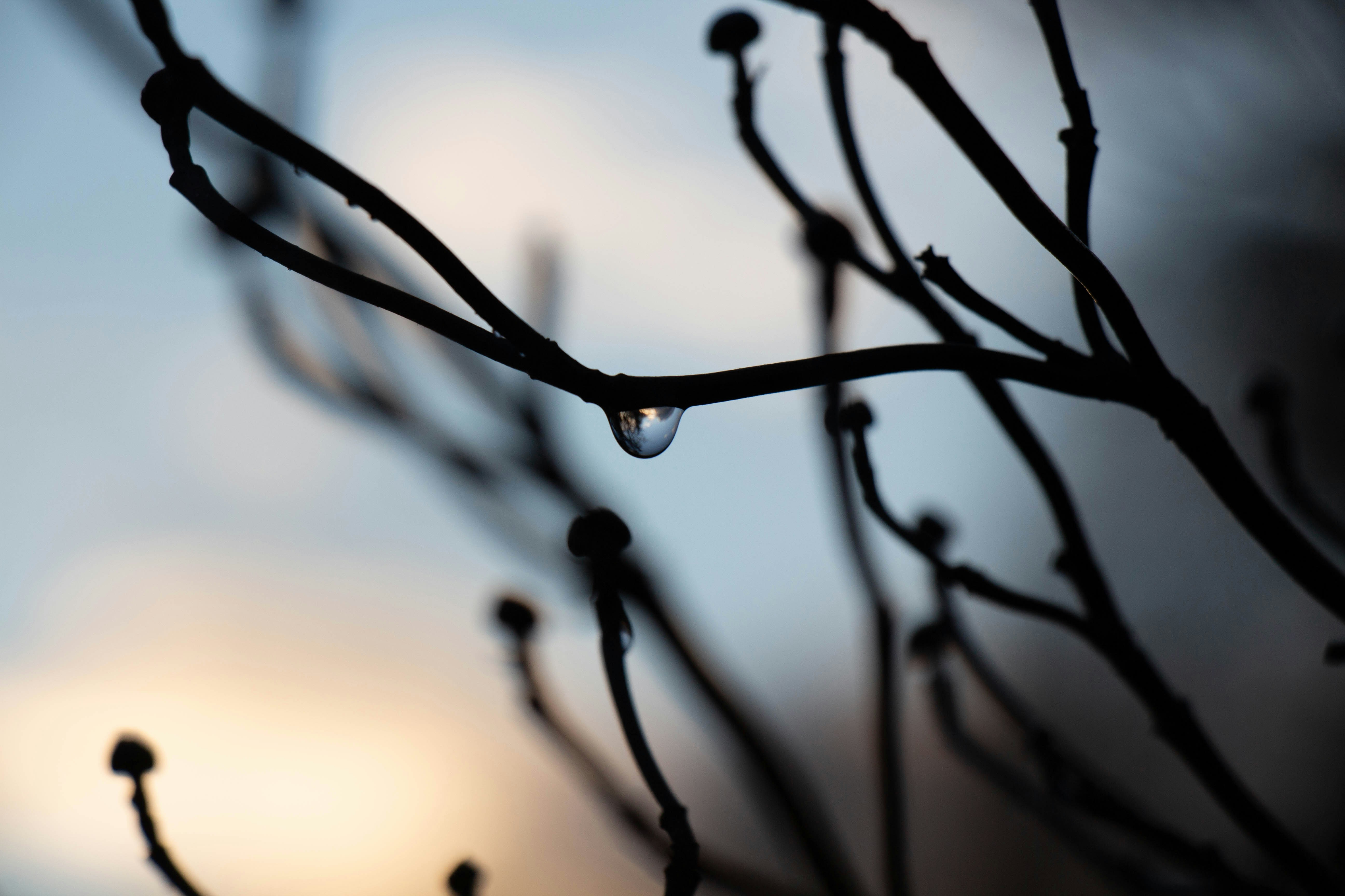 A single water drop on a bare tree branch.