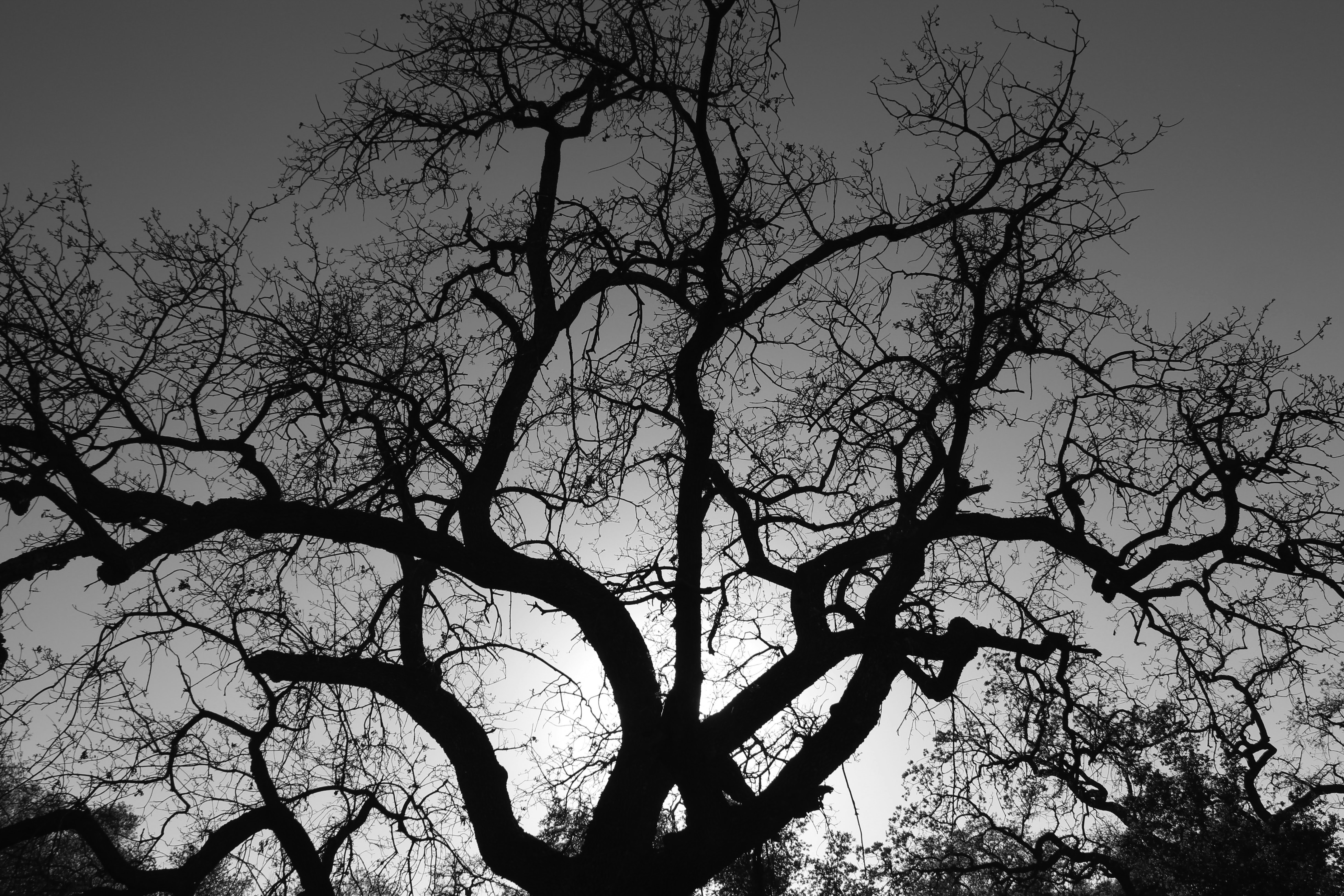 A stark silhouette of a gnarled tree against a bright background, showcasing the intricate patterns of its branches.