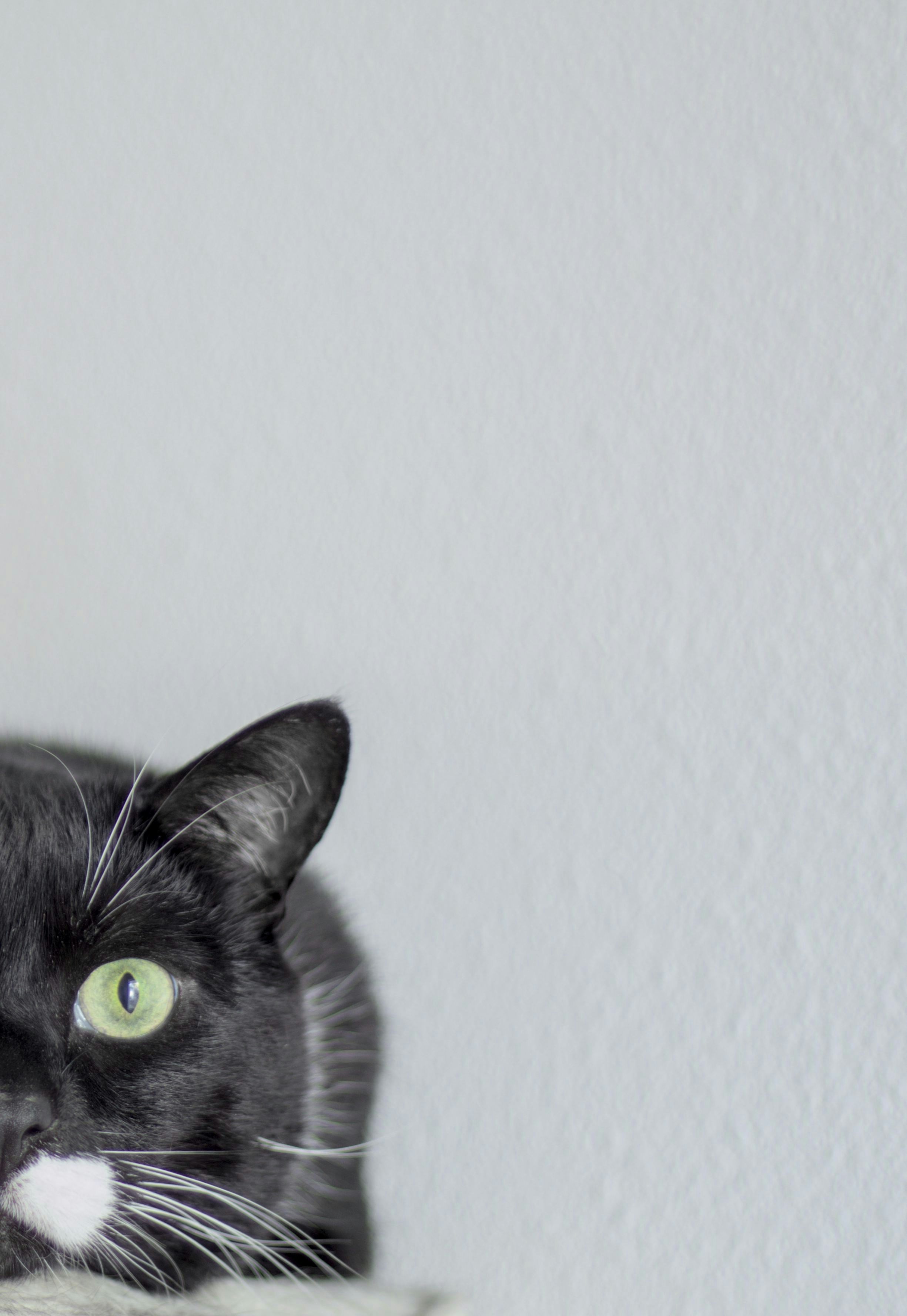 Whiskered Serenity: A Cat's Contemplative Gaze