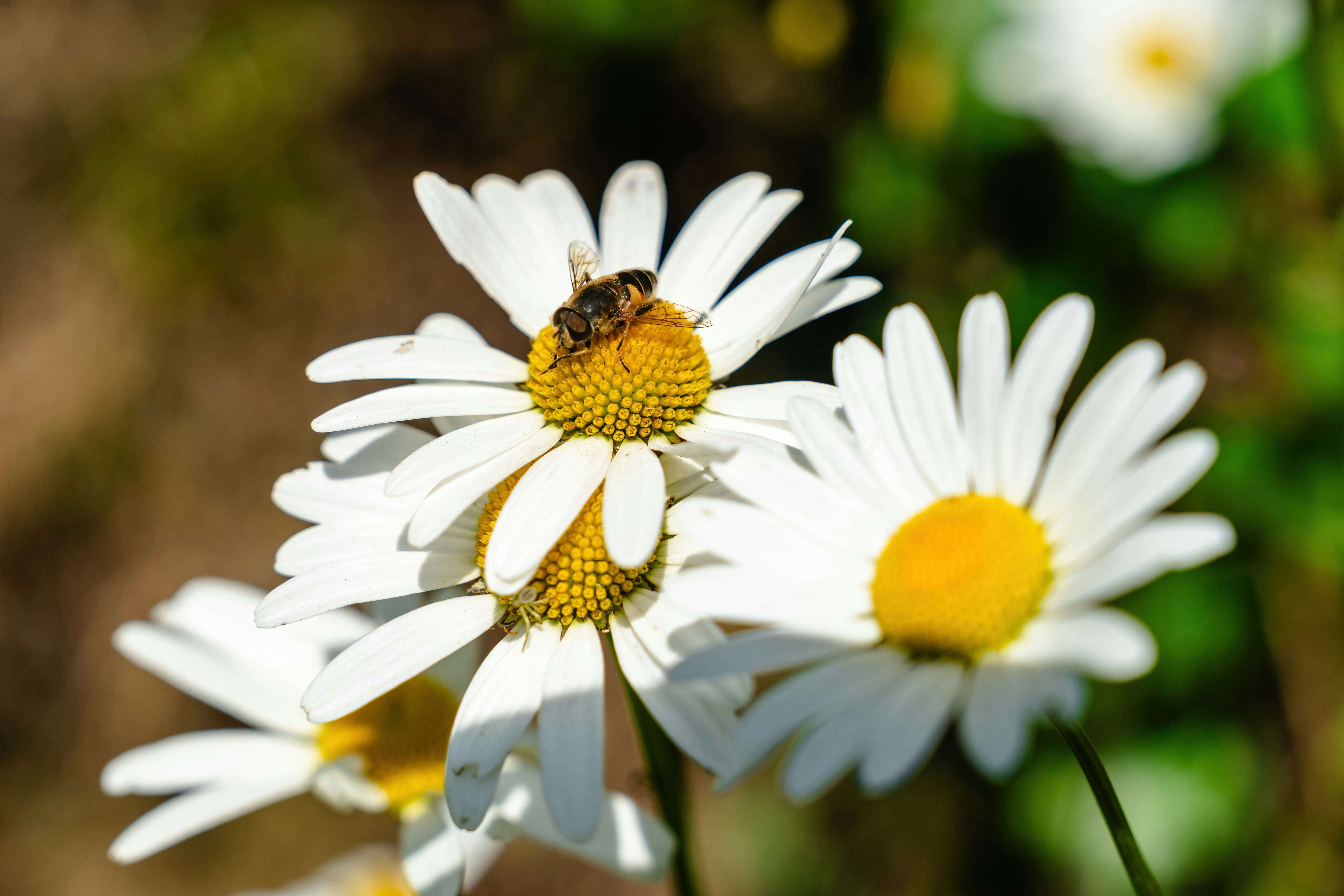 Photo by Pourya Gohari with Sony Alpha 7R V