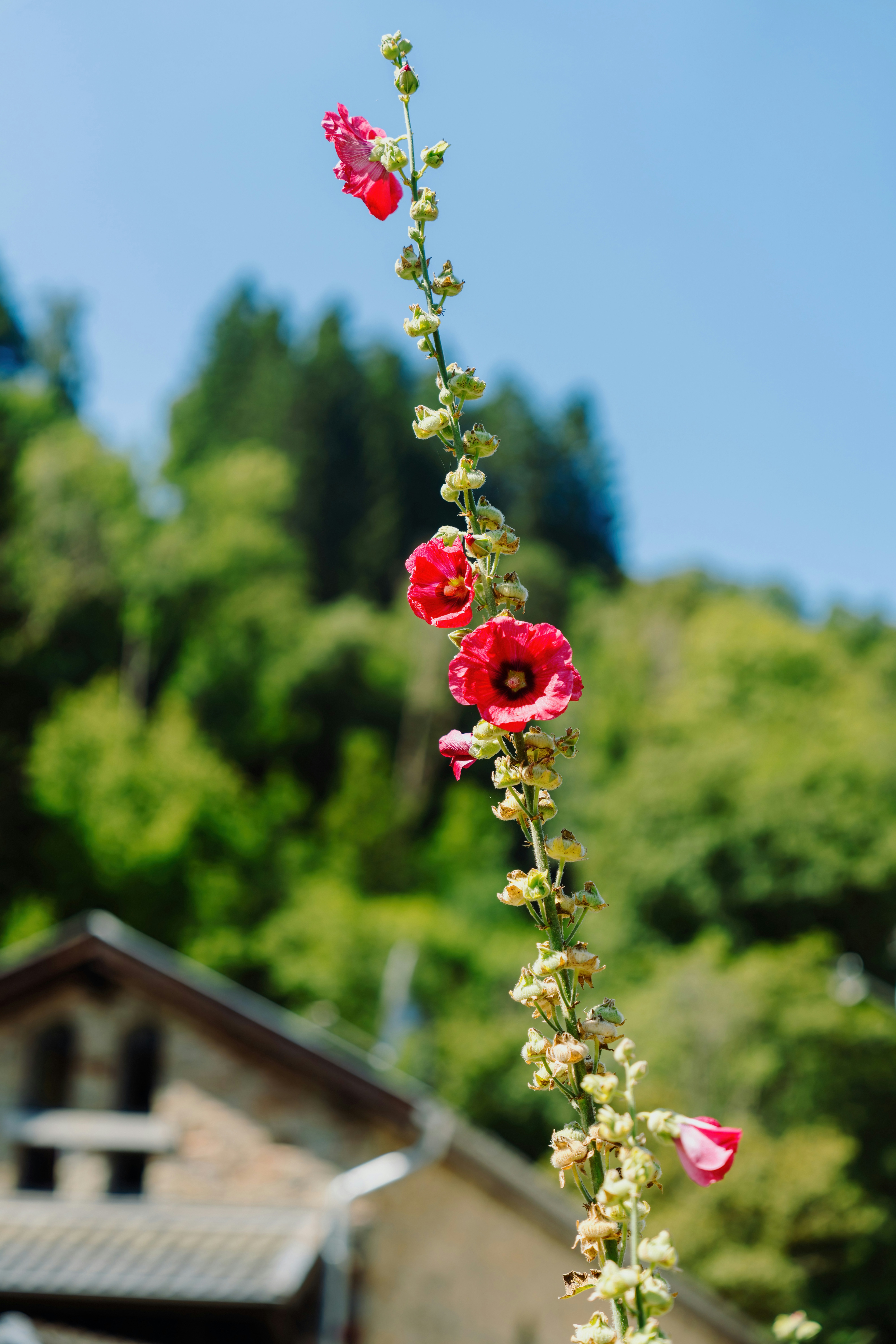 Tall stalk of pink hollyhock flowers blooming