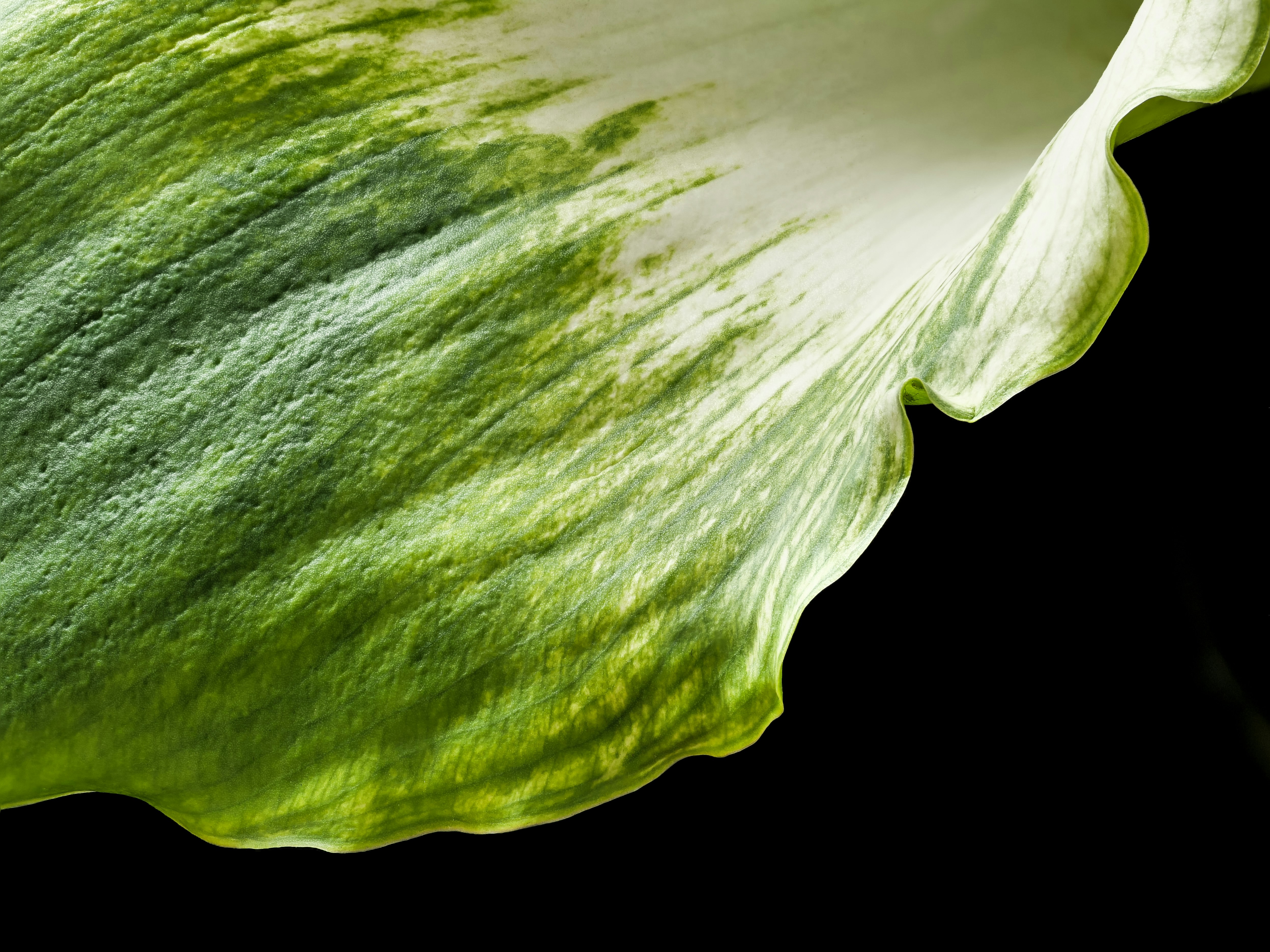Whispers of Nature: The Elegance of Leaf Texture