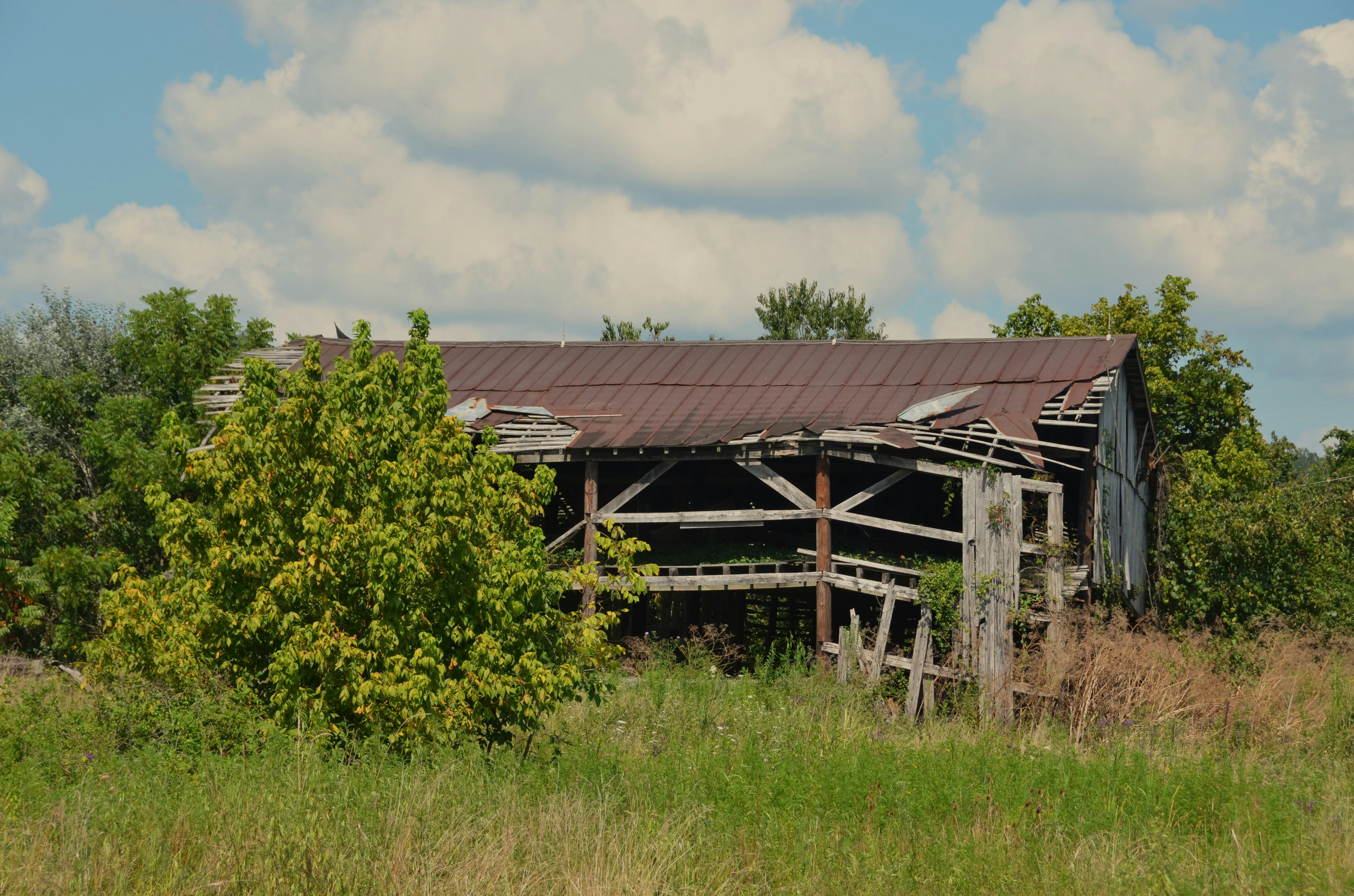 Dilapidated barn with a rusty roof and overgrown surroundings by trees
