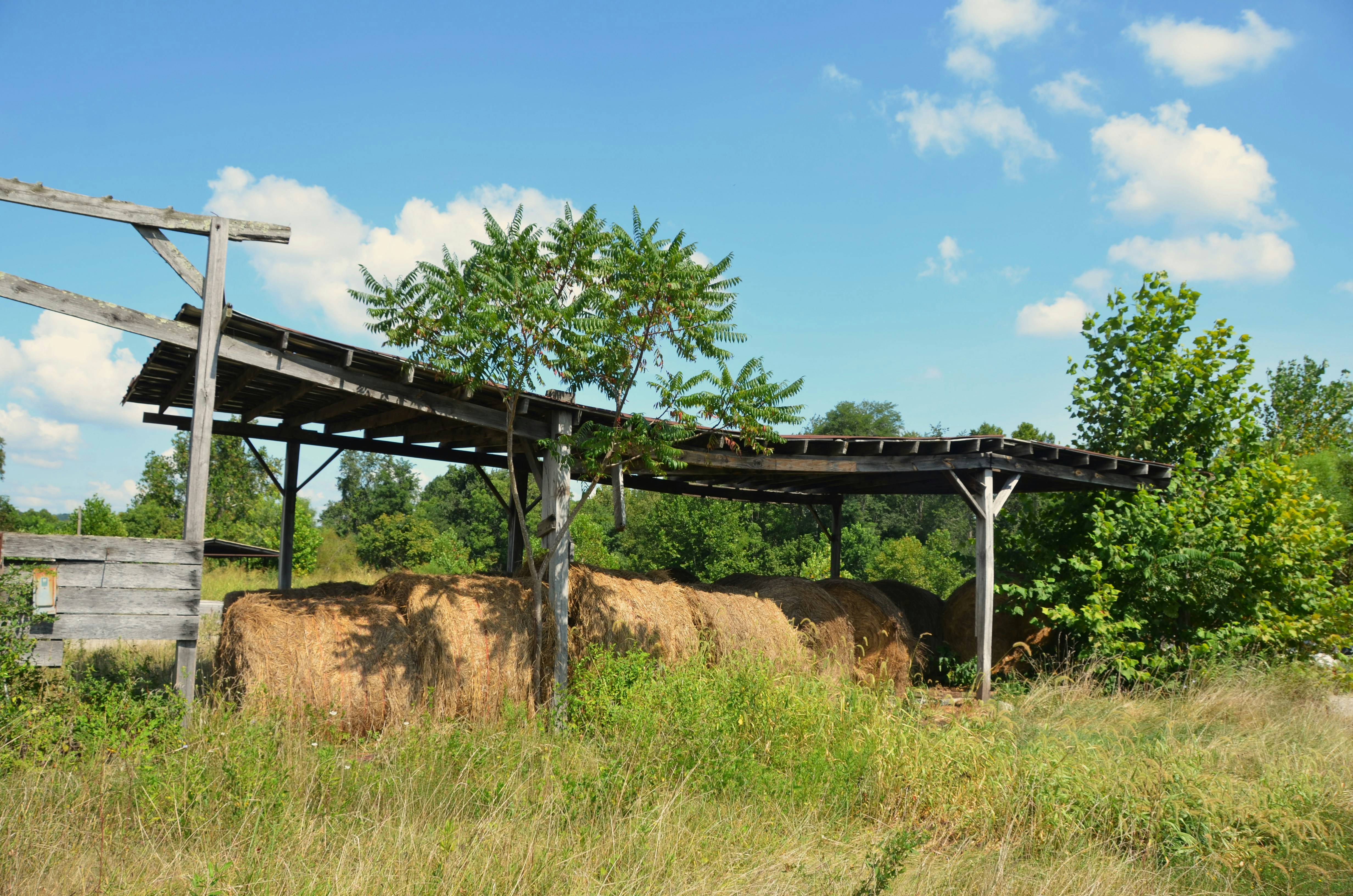 Hay bales stored under a rustic wooden shelter
