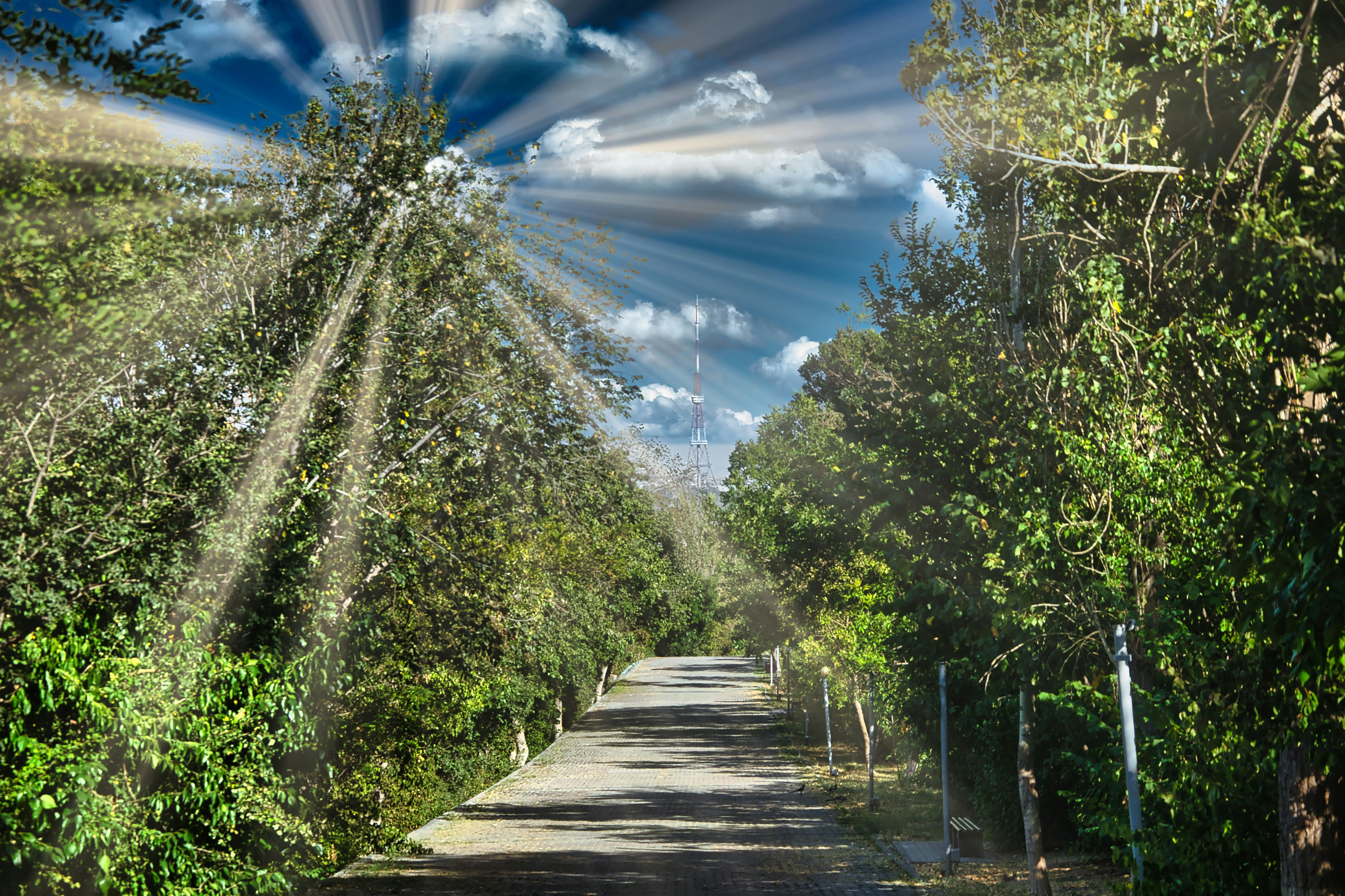 Pathway of Light: Nature's Embrace
