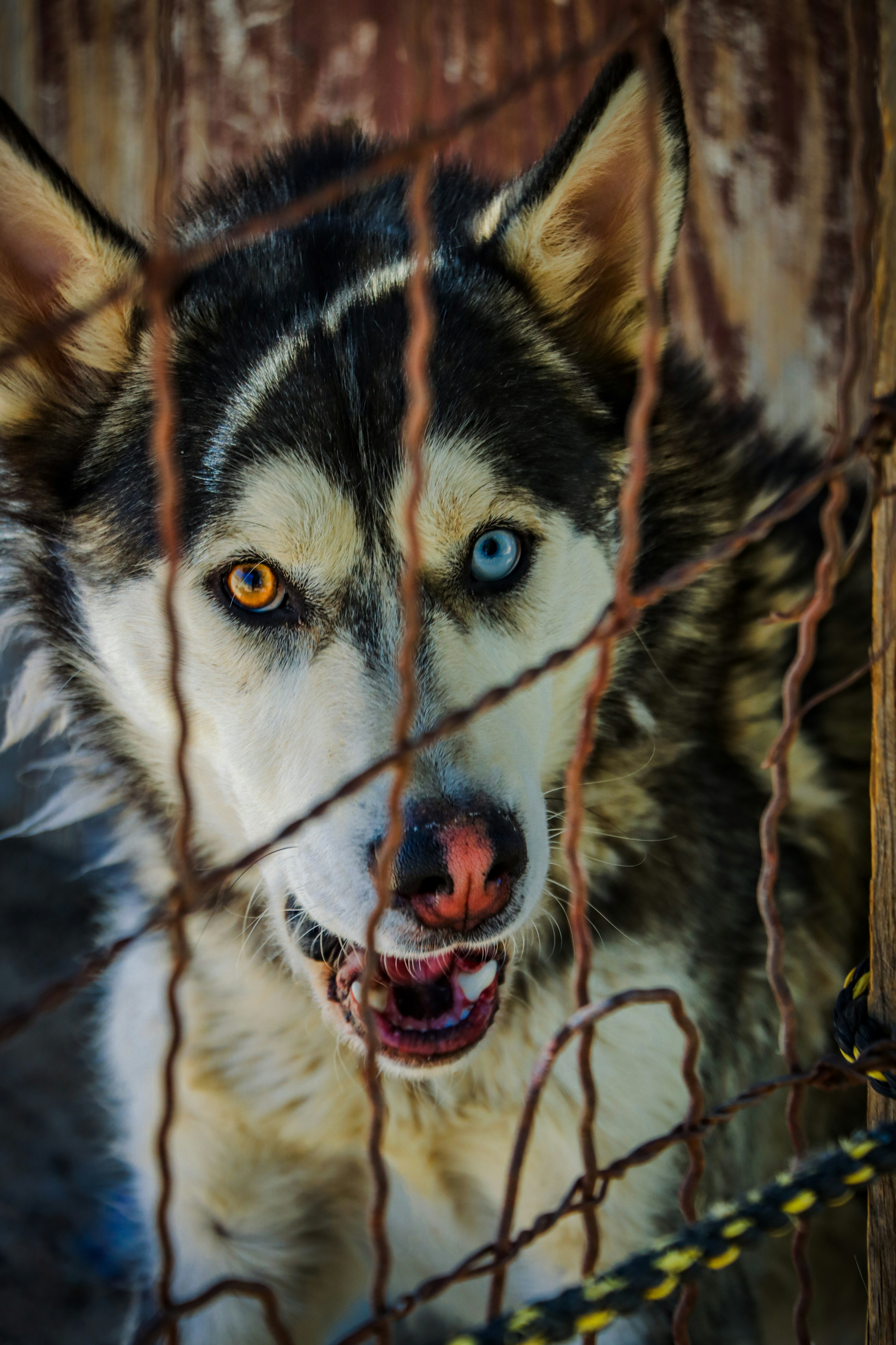A Dual Gaze: The Enigmatic Eyes of a Siberian Husky