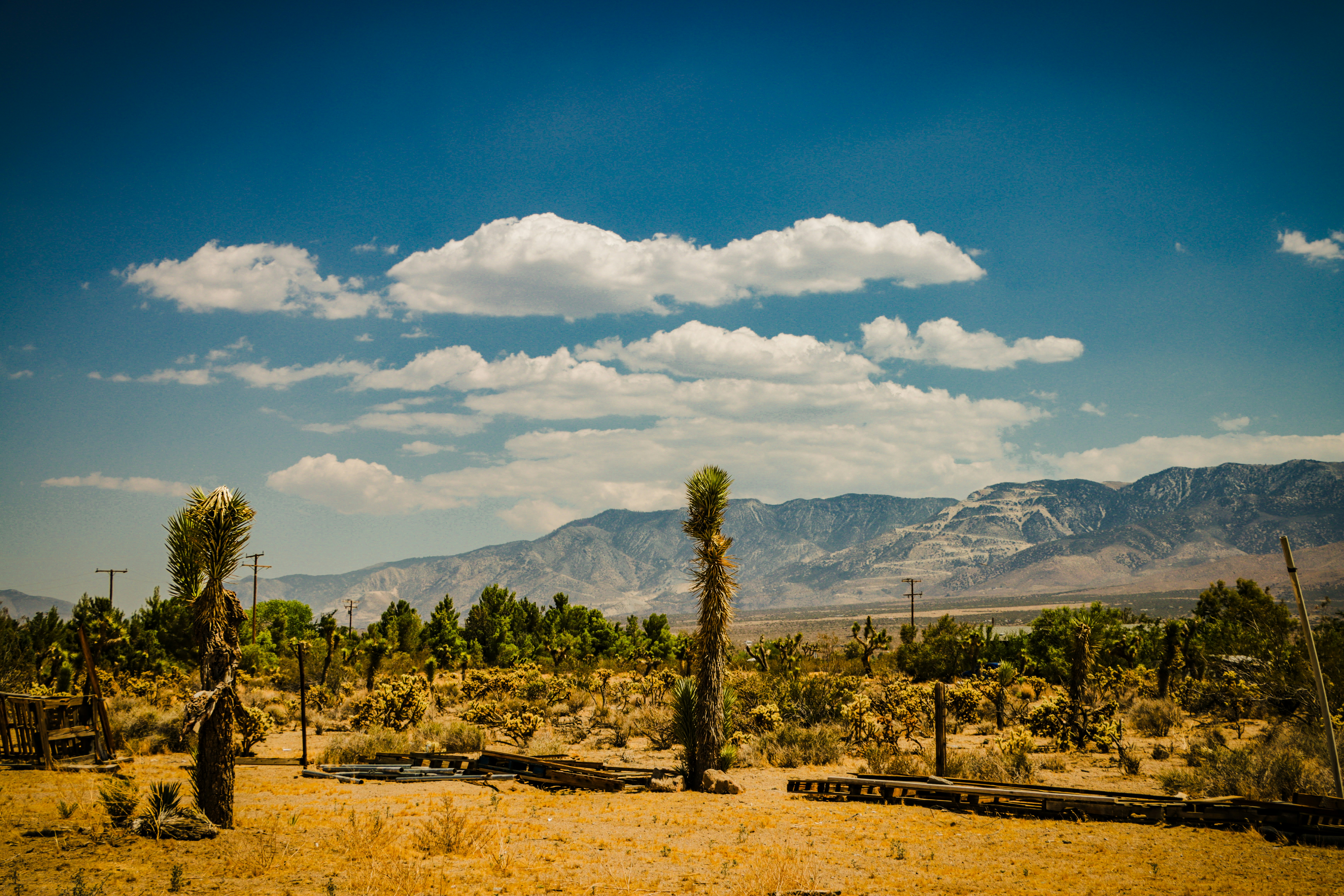 Desert landscape with joshua trees and mountains