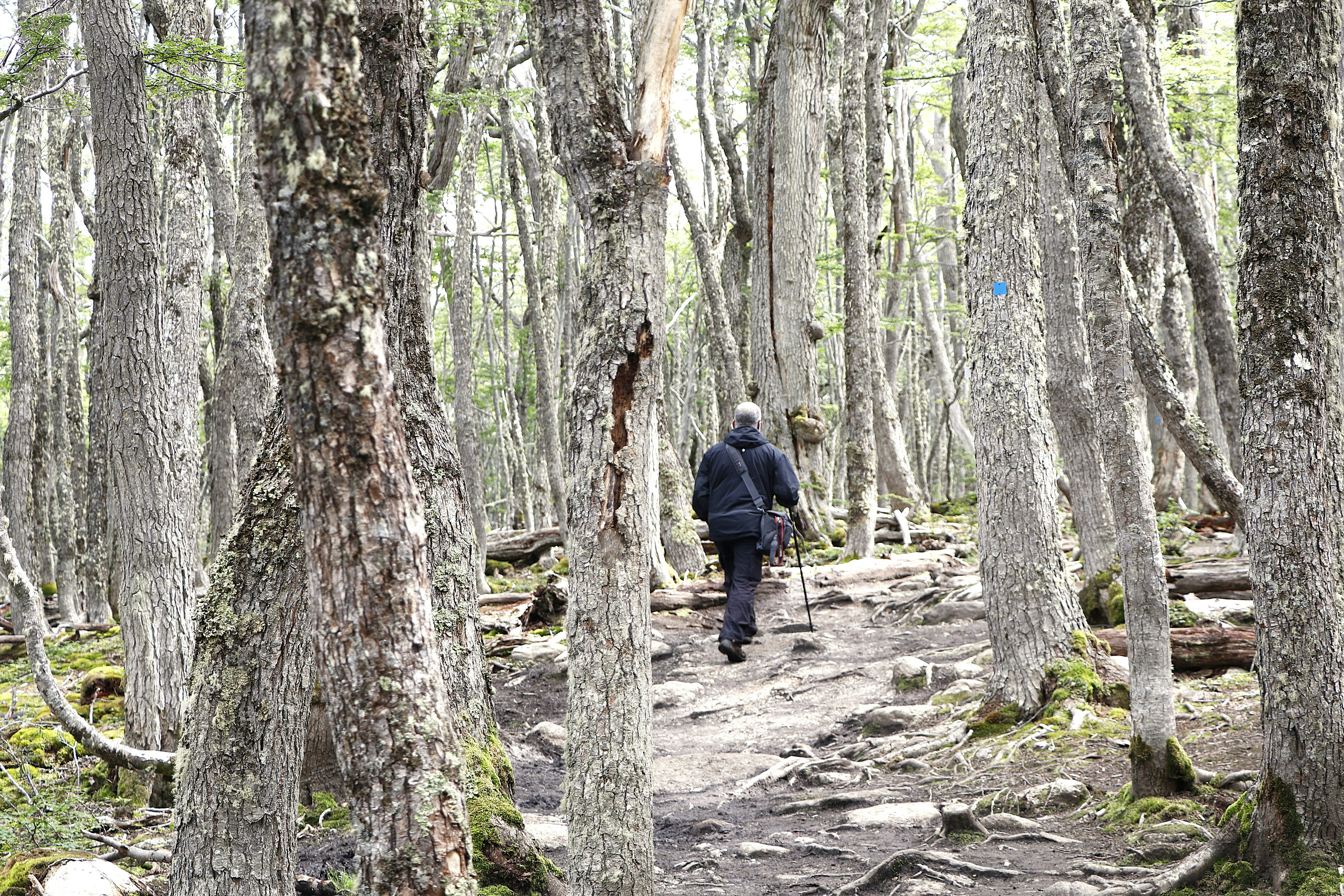Hiker navigating a winding trail surrounded by tall trees in a lush forest. Sunlight filters through the canopy, creating a serene atmosphere.