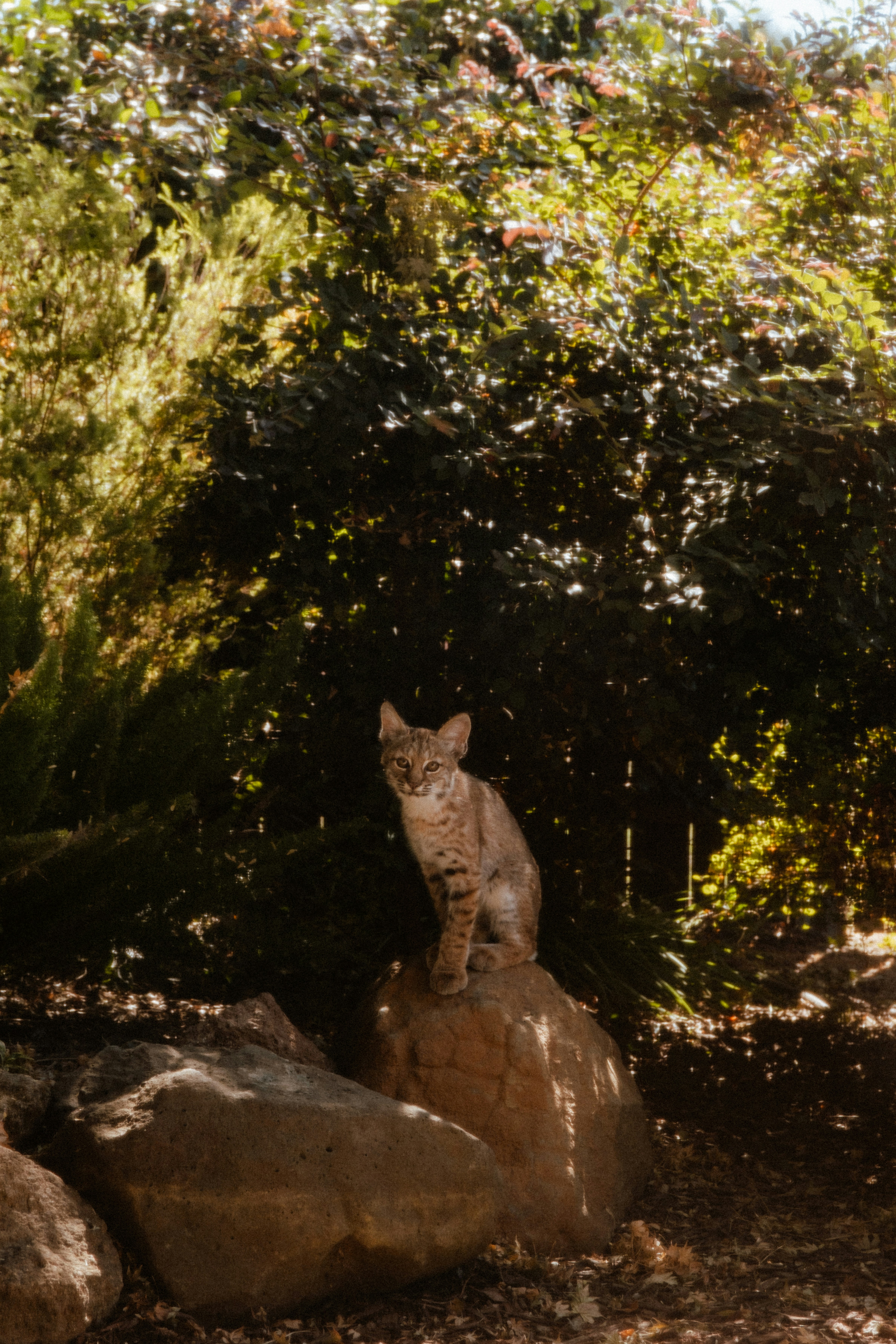 A Watchful Gaze in Nature's Embrace