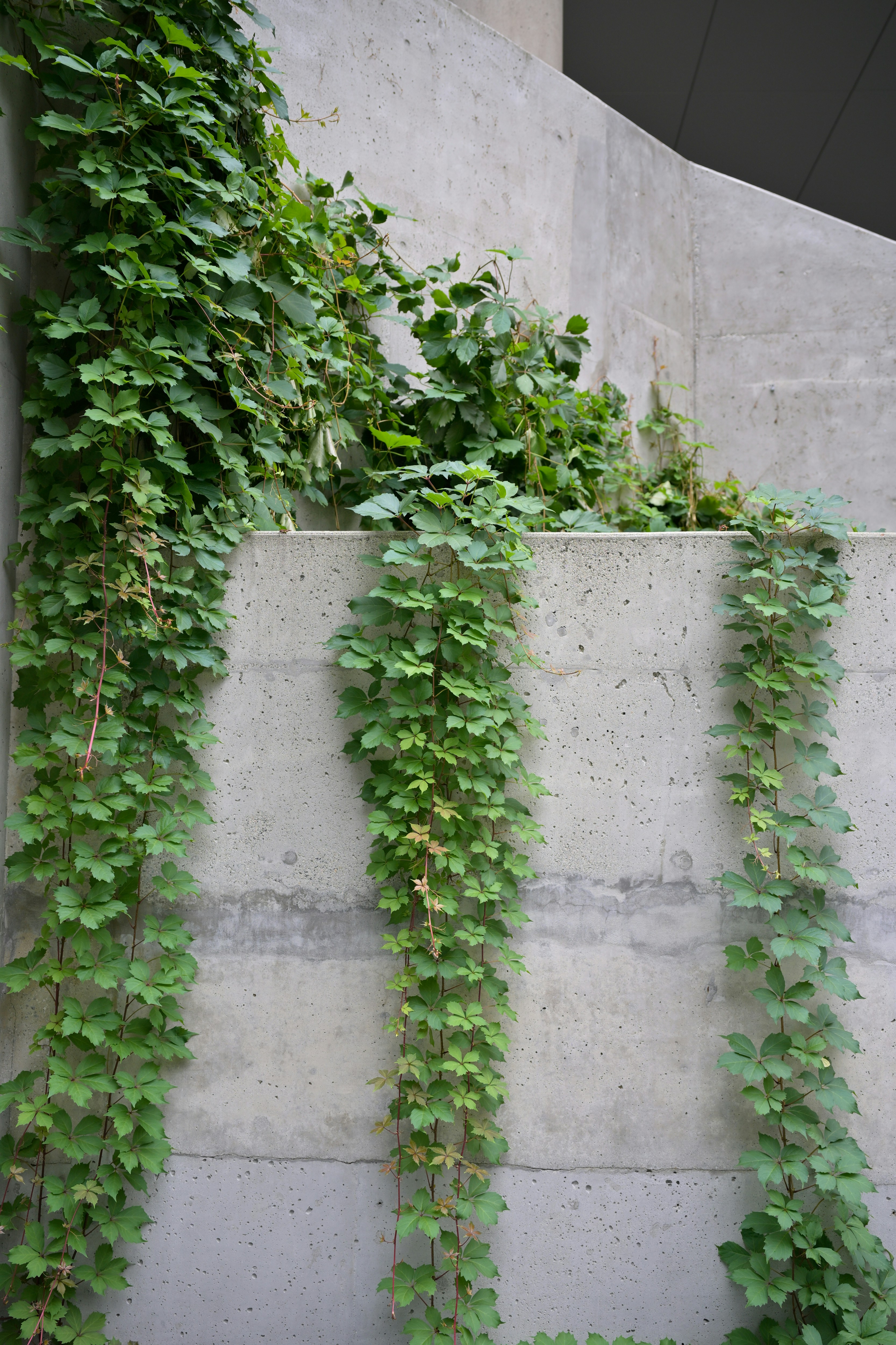 Nature's Embrace on Urban Canvas
