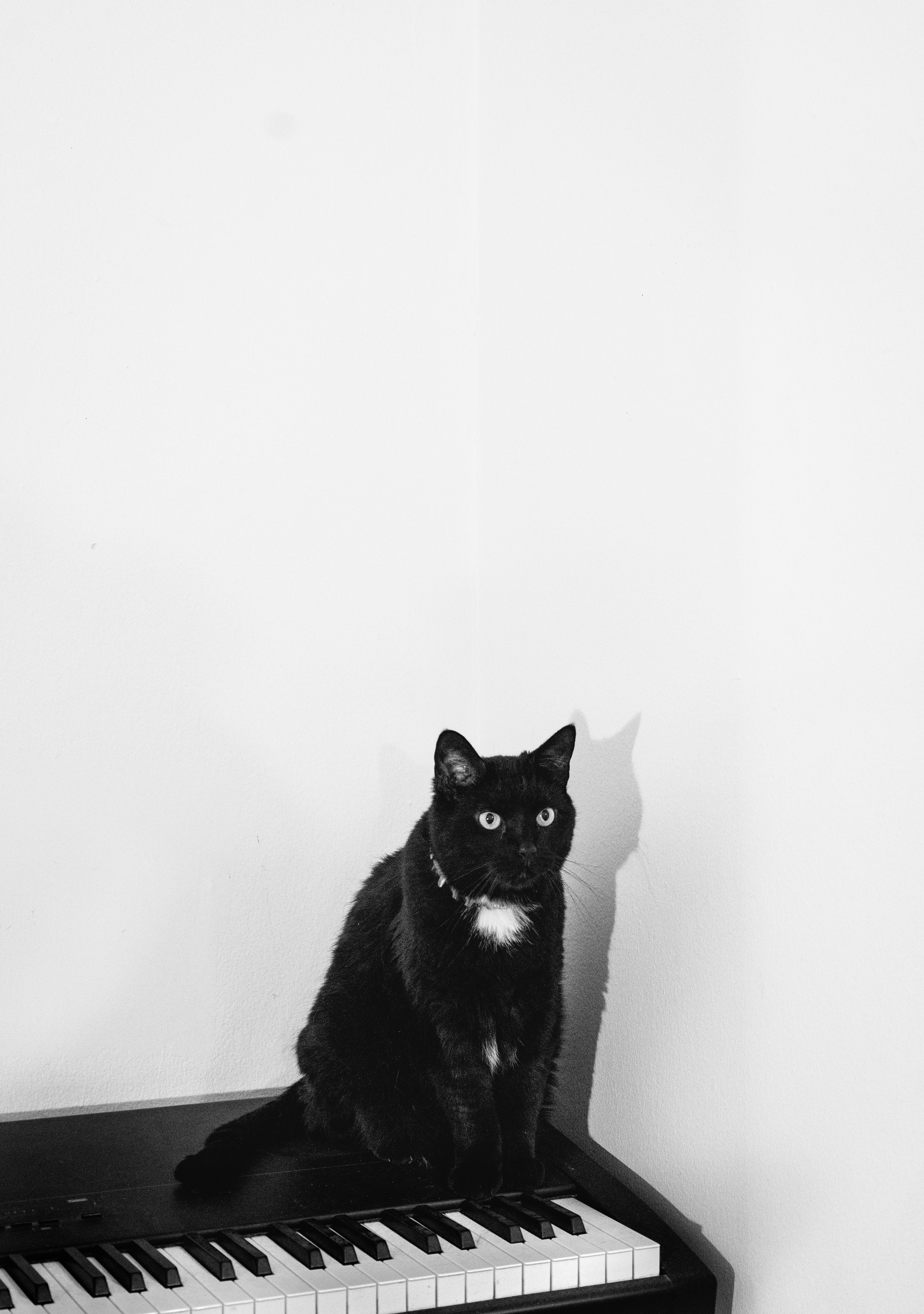 Melody in Monochrome: The Cat and the Keys