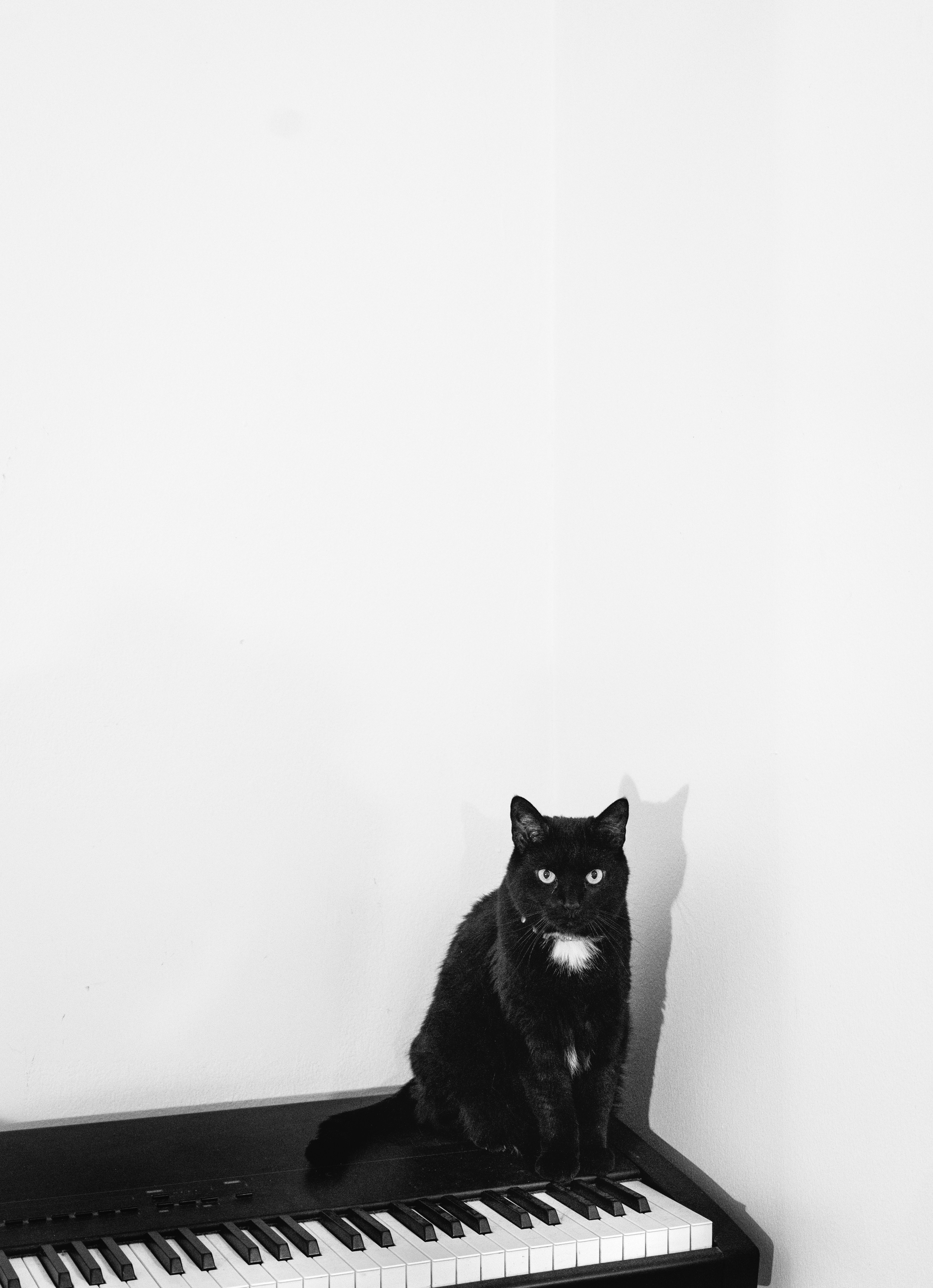 Melody in Monochrome