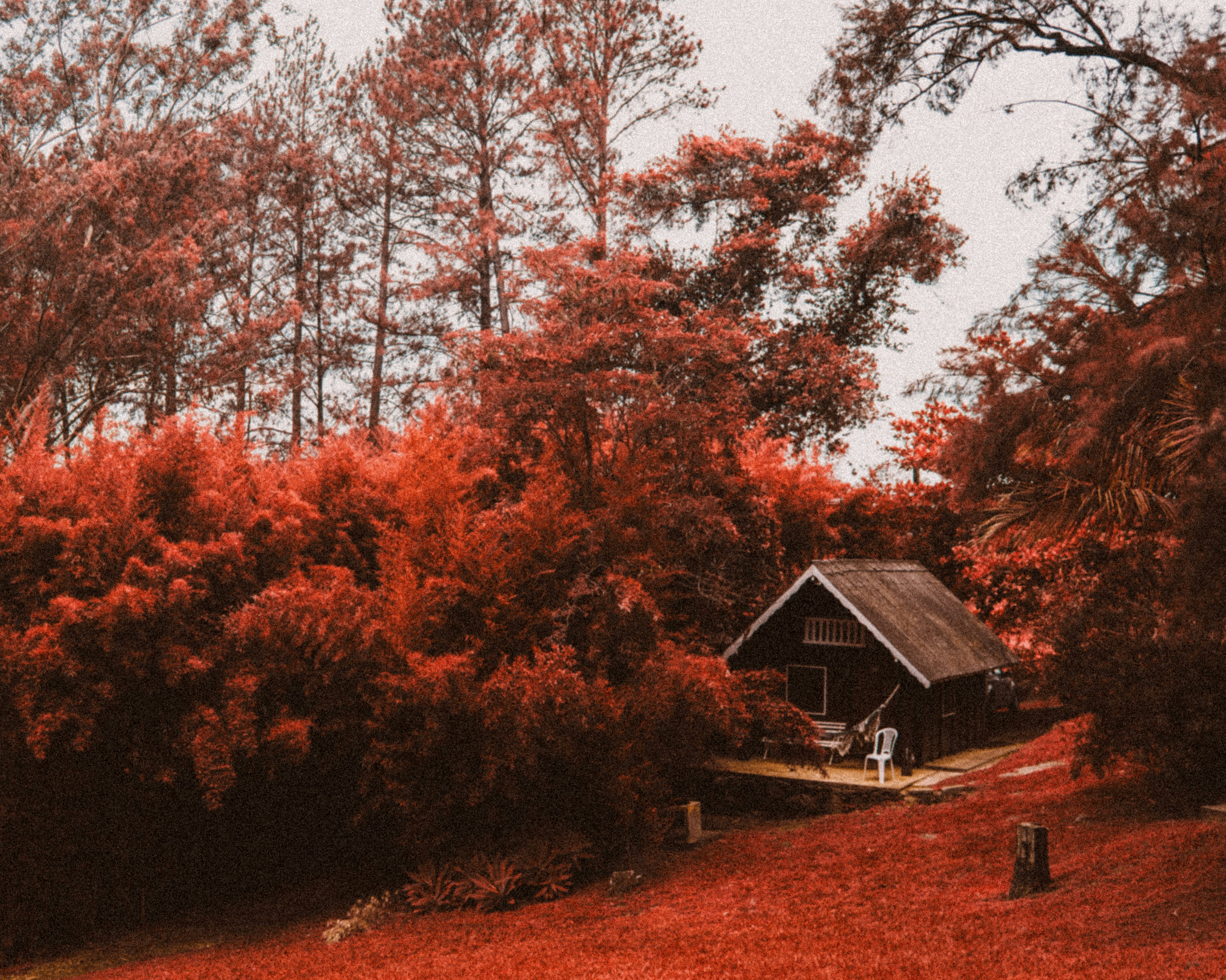 Crimson Retreat Amidst Verdant Hues