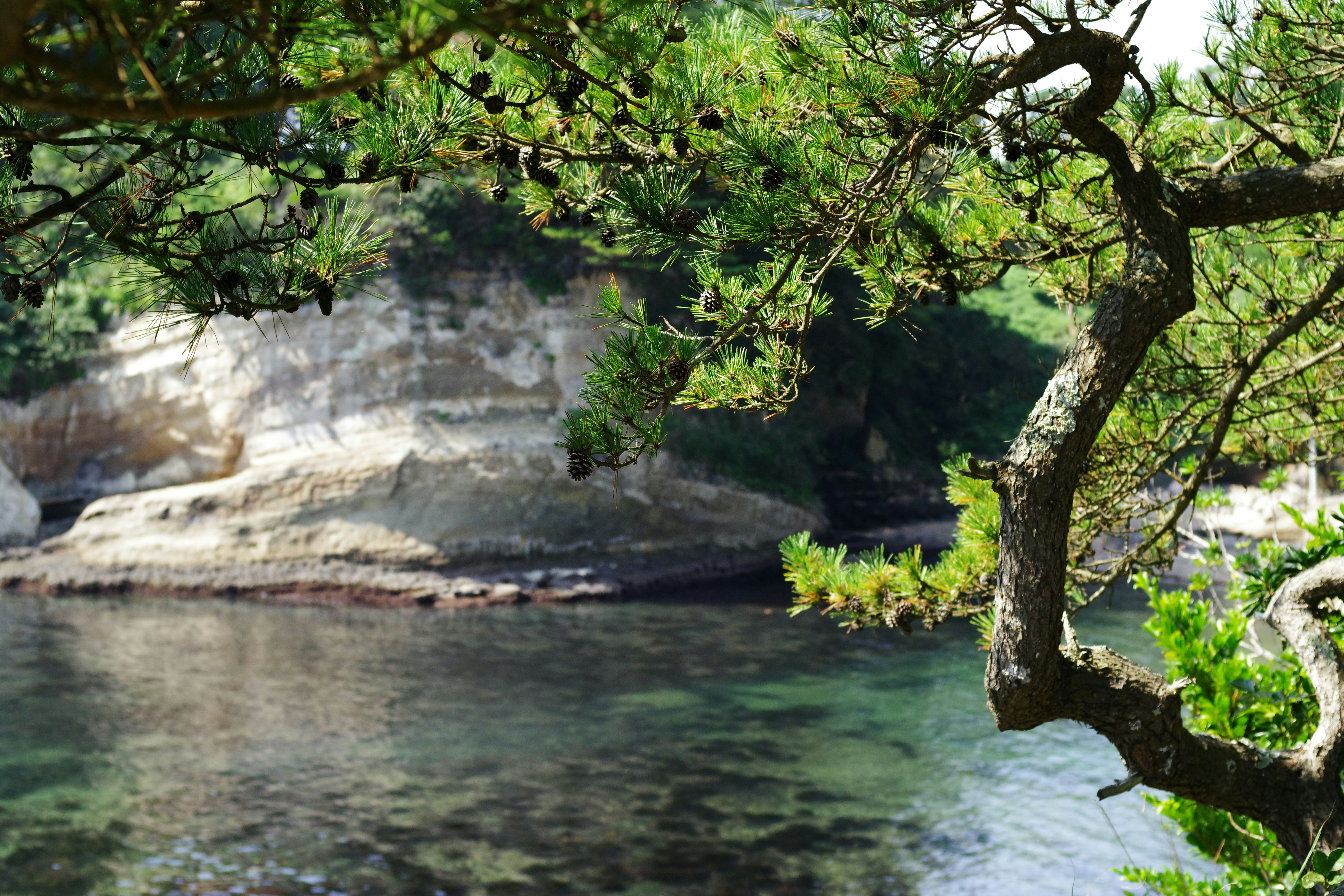 Whispers of the Shoreline
