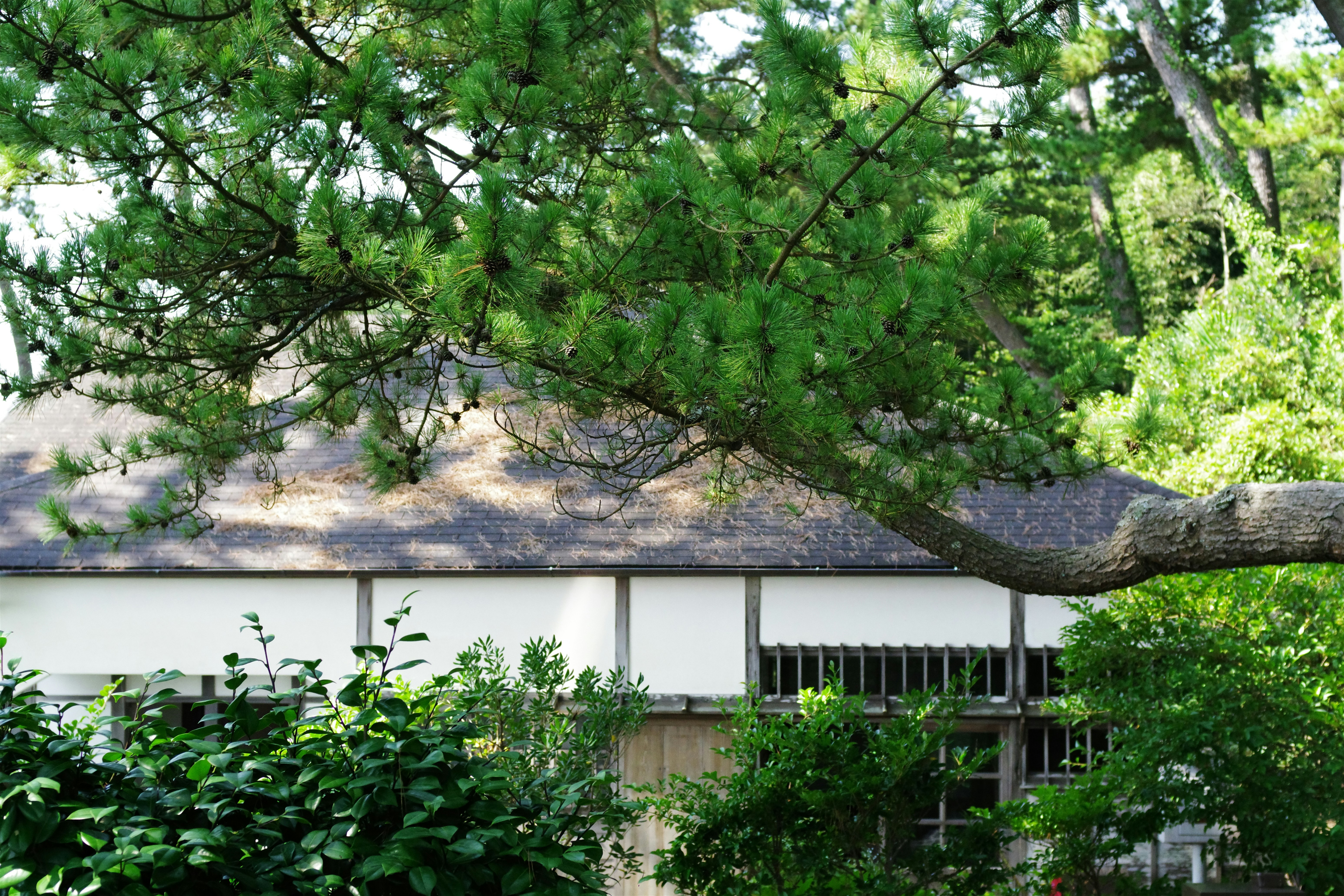 Traditional architecture nestled among lush greenery, framed by branches of a pine tree. The harmonious blend of nature and structure invites tranquility.