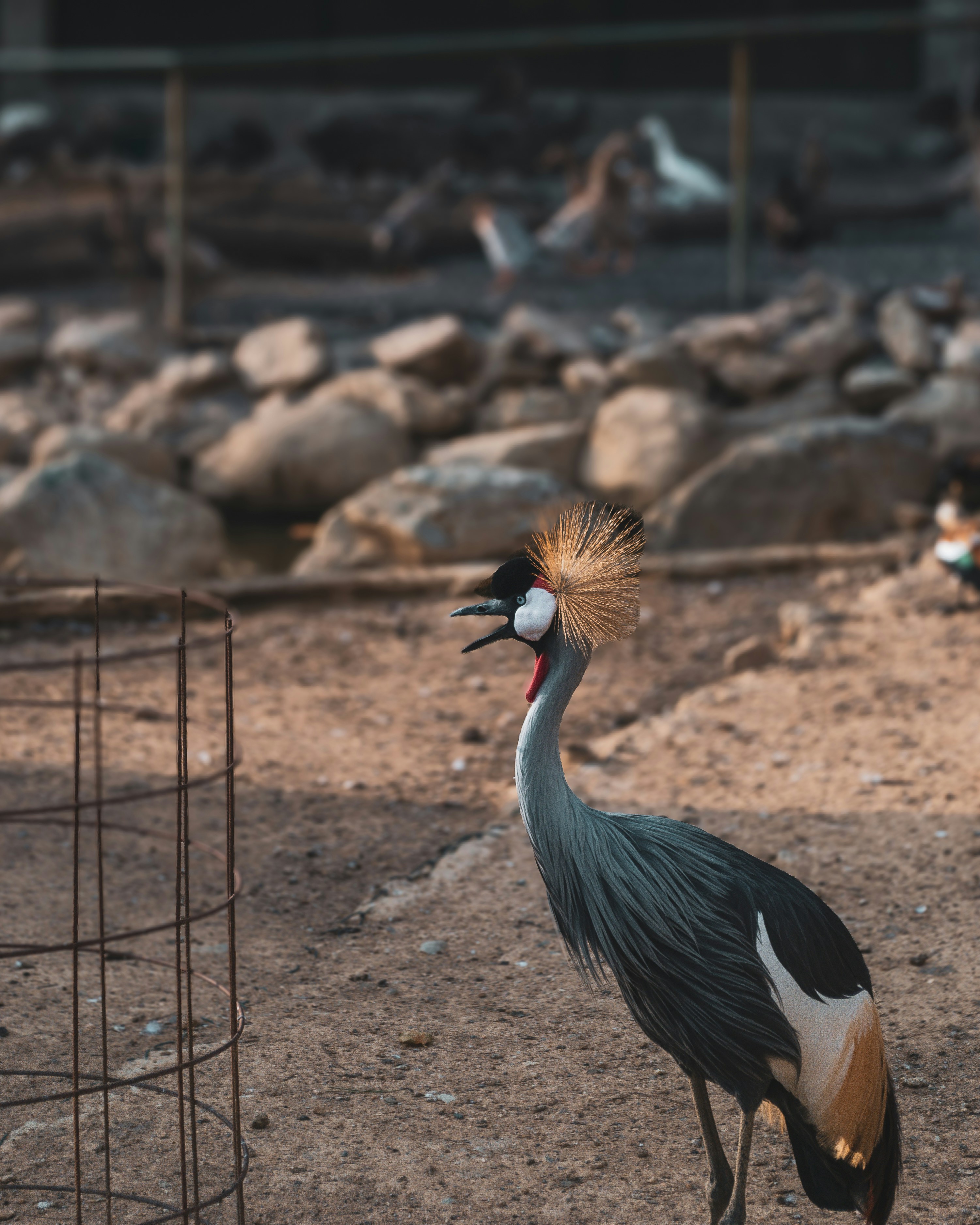 The Regal Dancer of the Wetlands