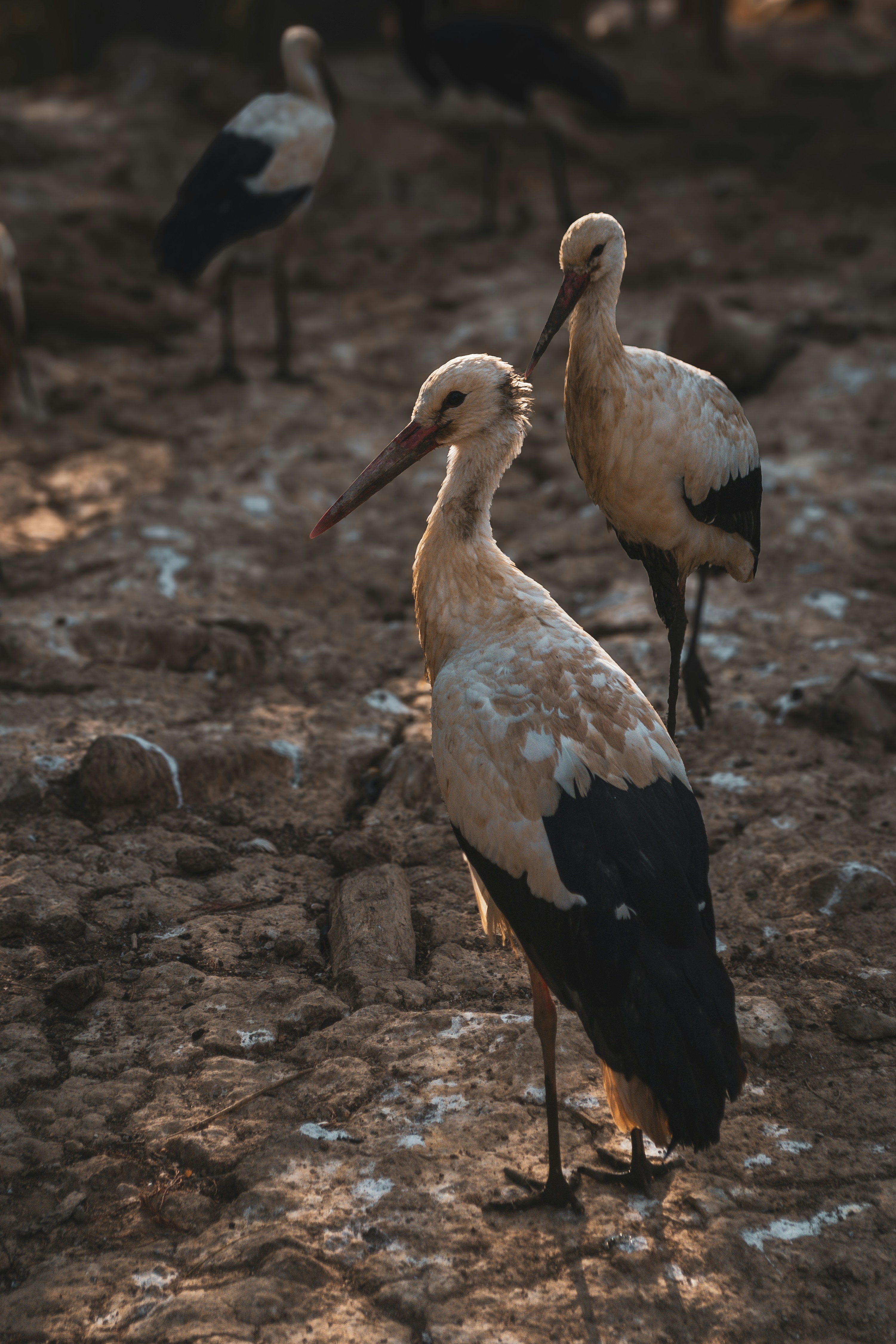 Storks in the Golden Hour: A Study of Graceful Presence