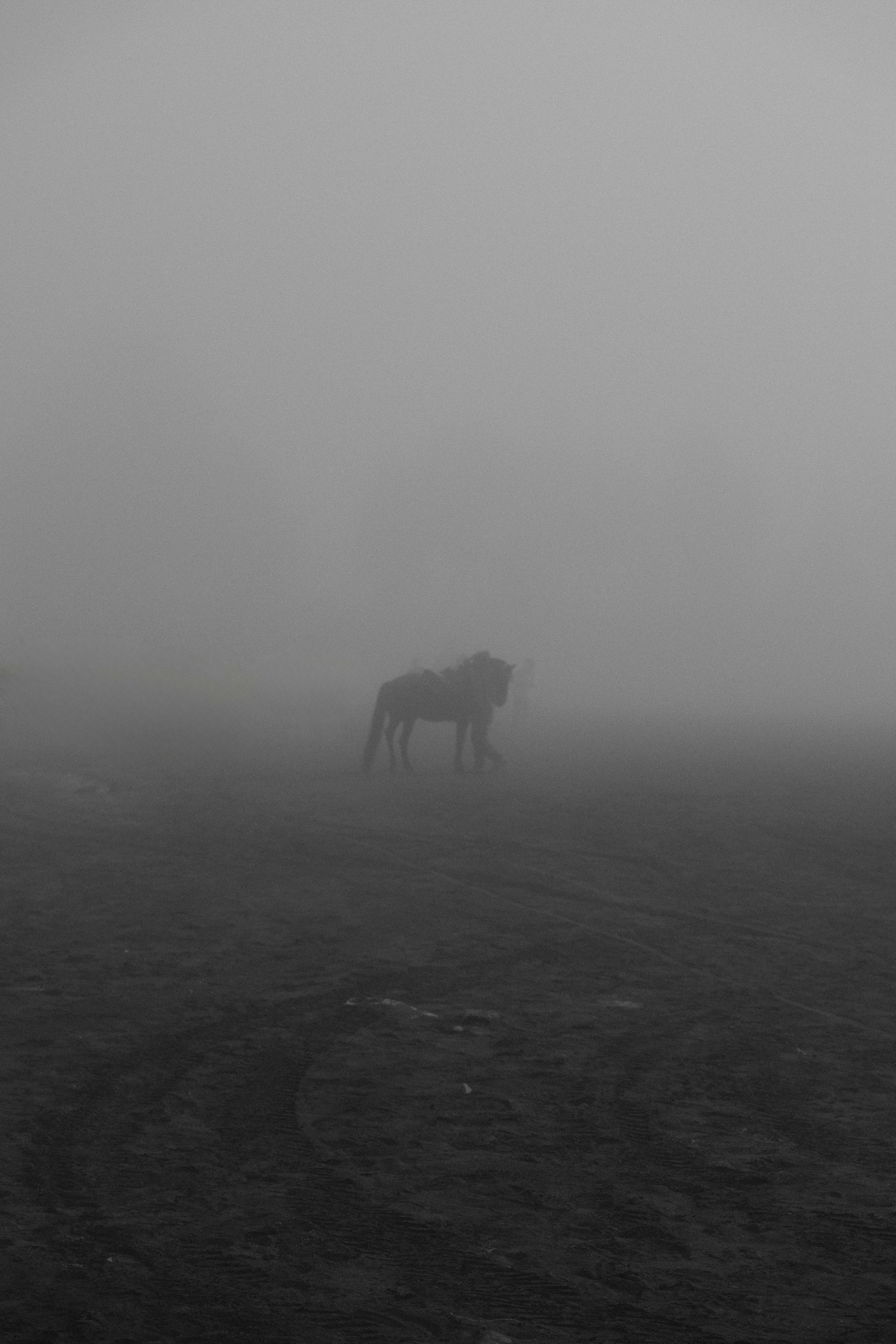 A horse stands in thick fog on a dark field.