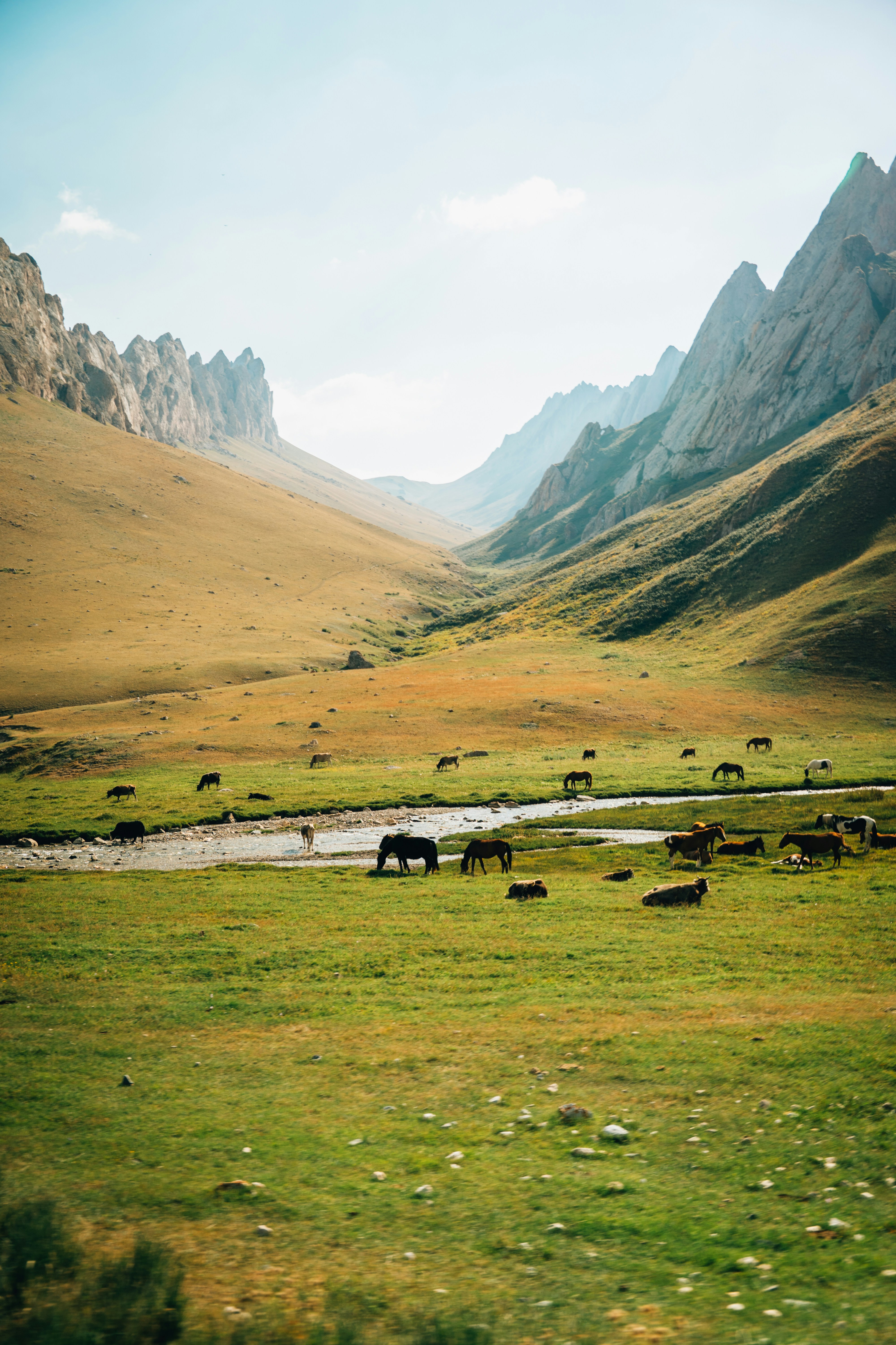 Herd of horses grazing peacefully in a lush valley surrounded by majestic mountains. The serene landscape captures the essence of rural tranquility.