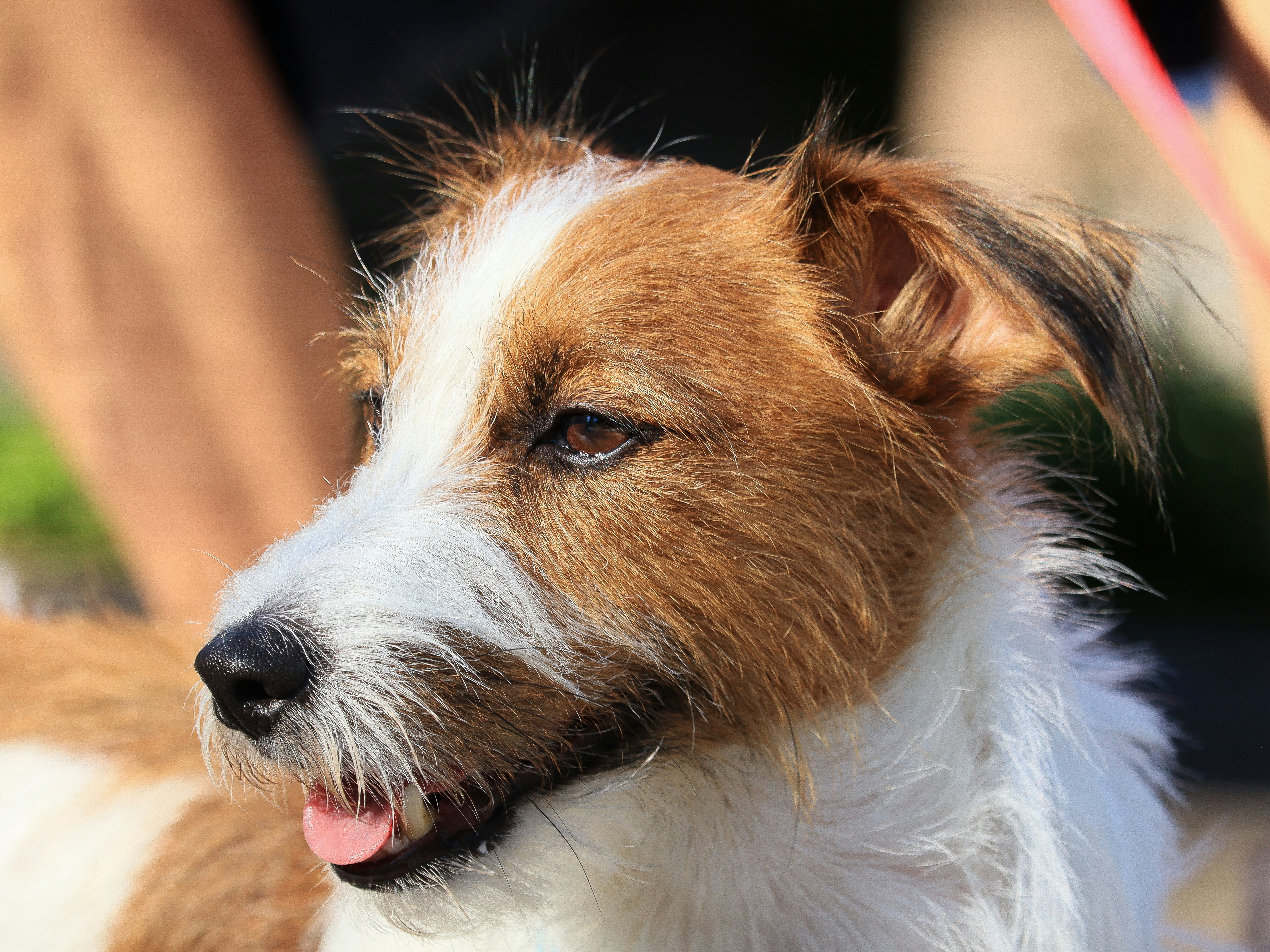 The Playful Gaze of a Canine Companion