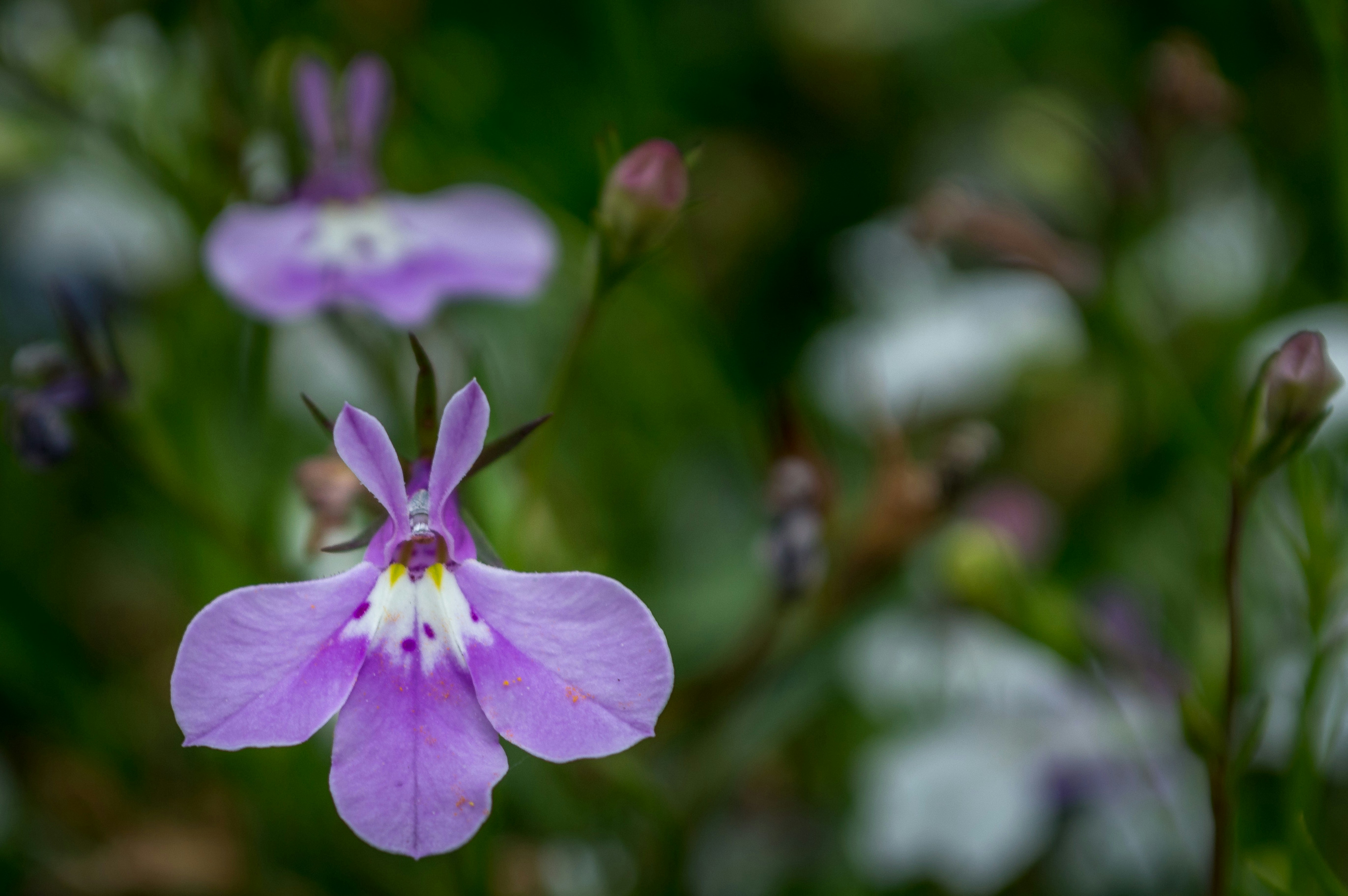 Whispers of Spring: The Orchid's Elegance