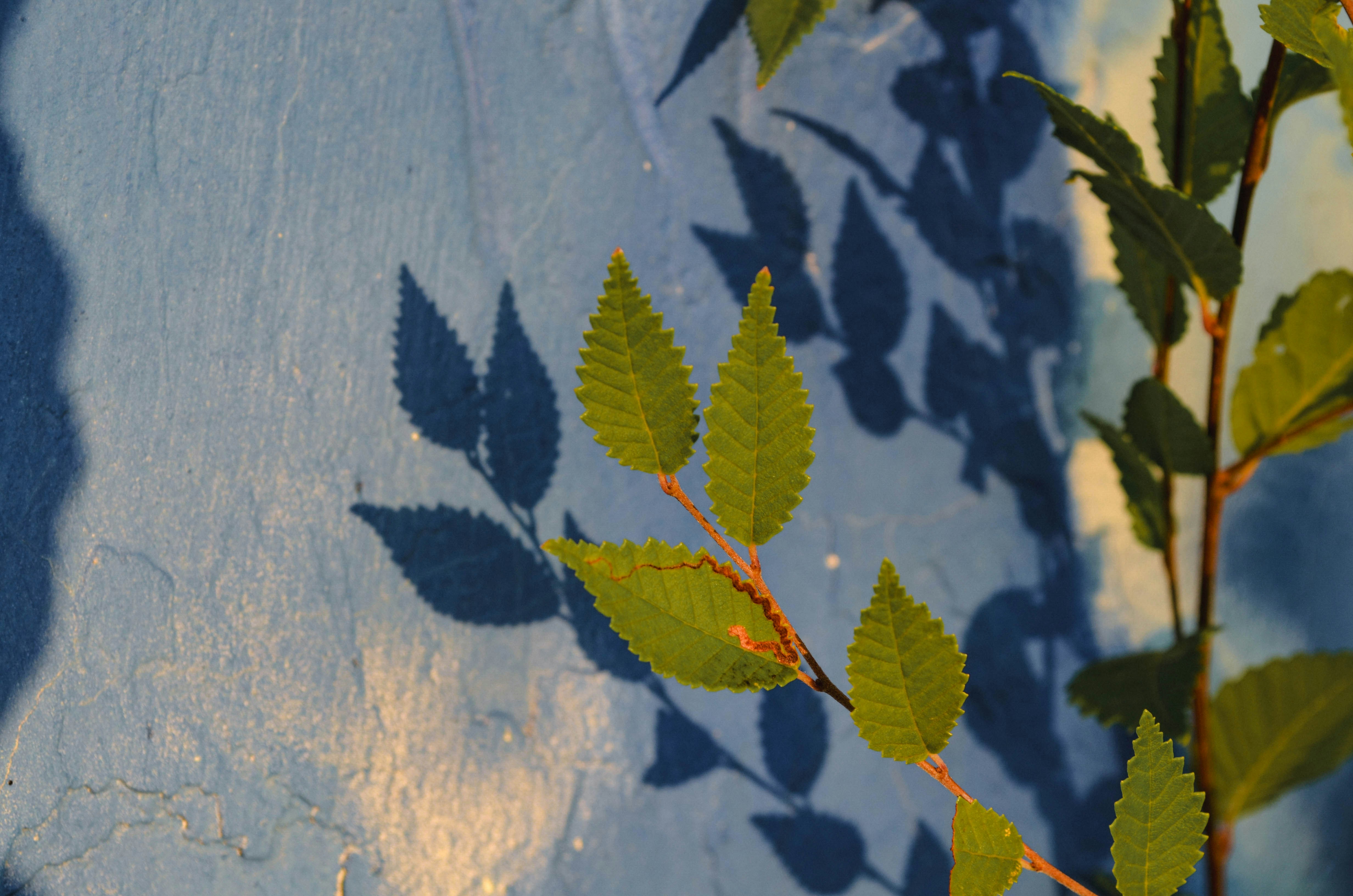 Sunlit Vinelets on a Blue Canvas: Quiet Geometry of Light and Leaf