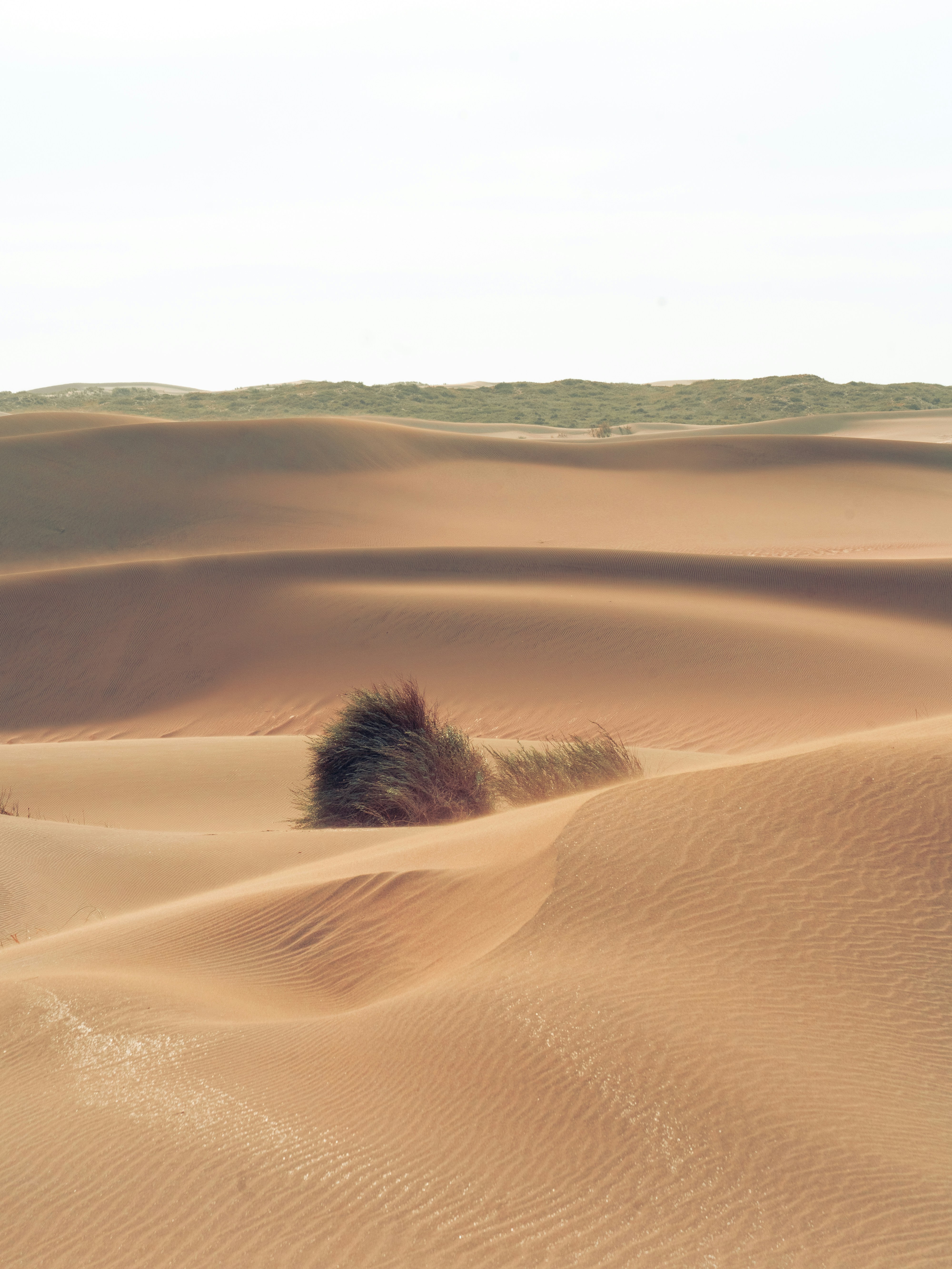 Whispers of Dune: A Lone Bush Among Golden Ridges