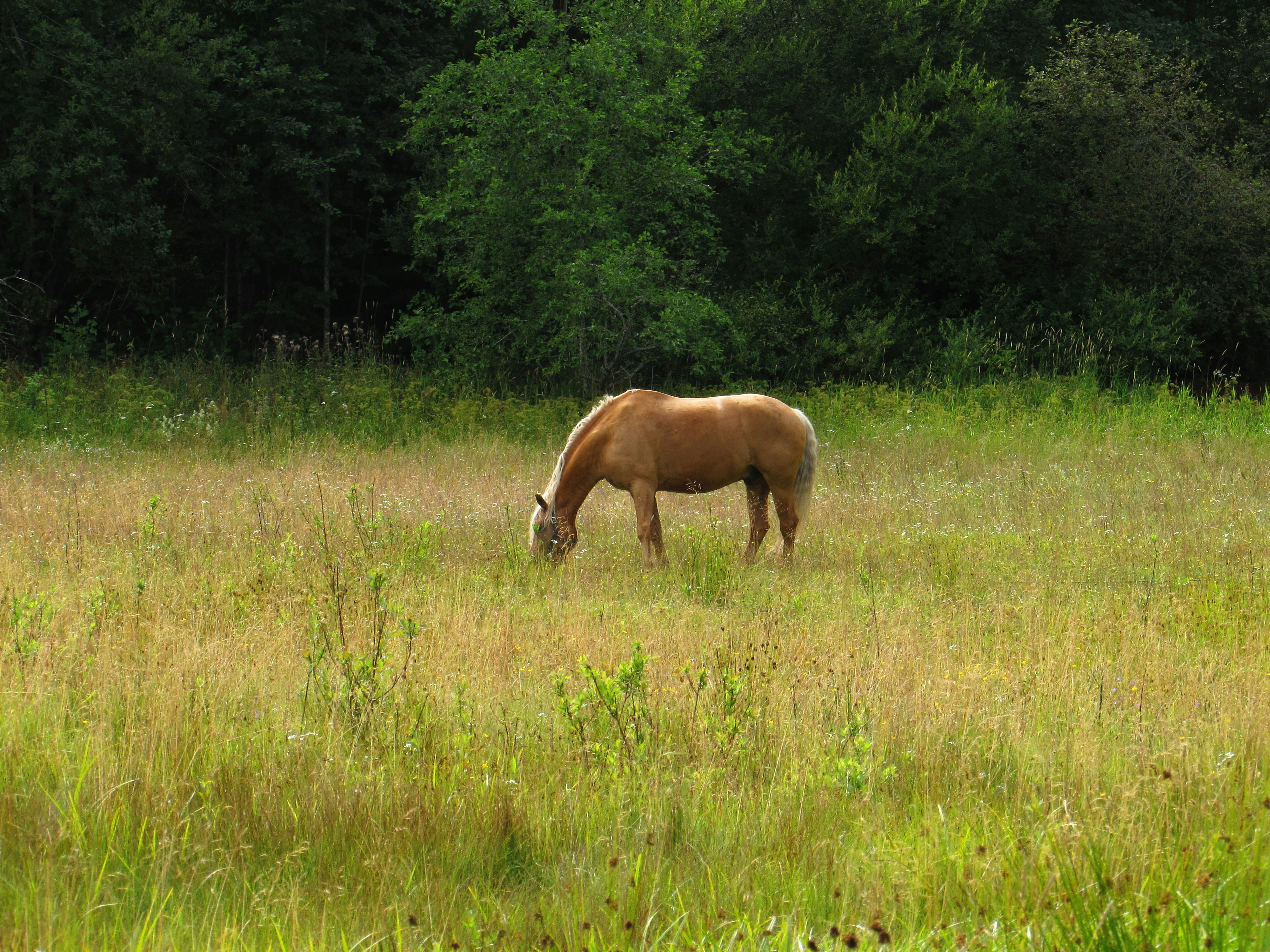A light brown horse grazes in a grassy field.
