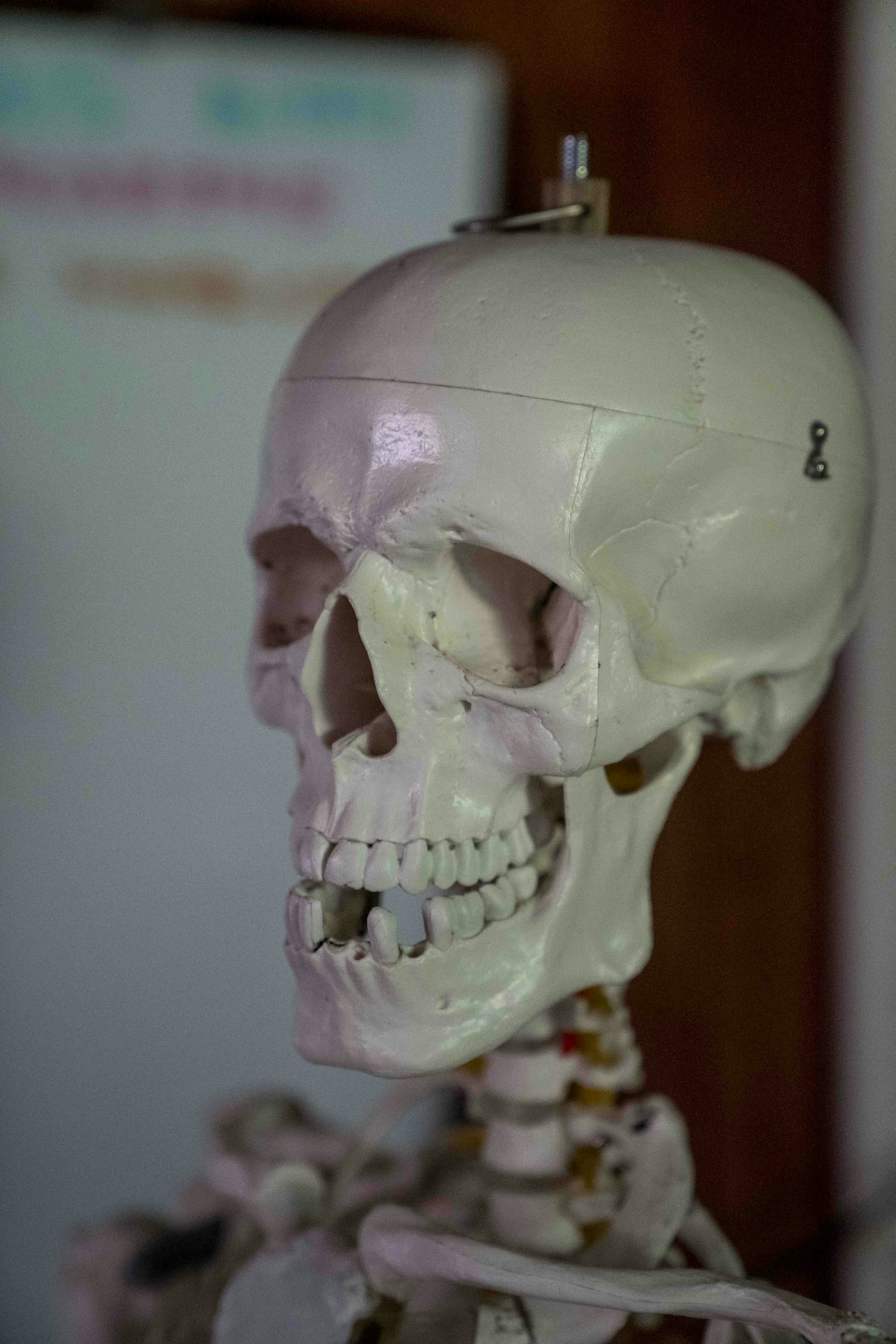 A detailed anatomical model of a human skull.