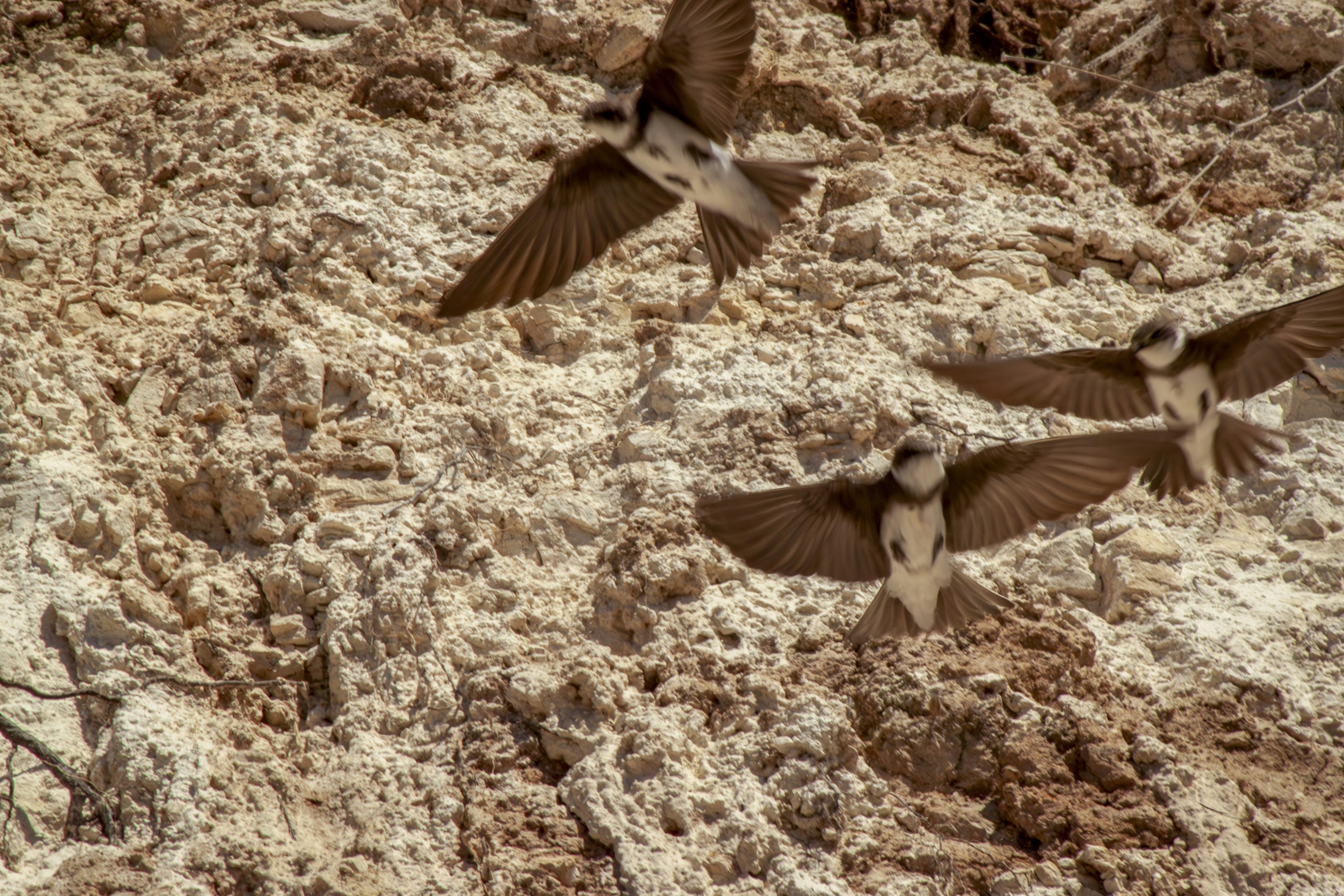 Three birds flying near a rocky cliff face.