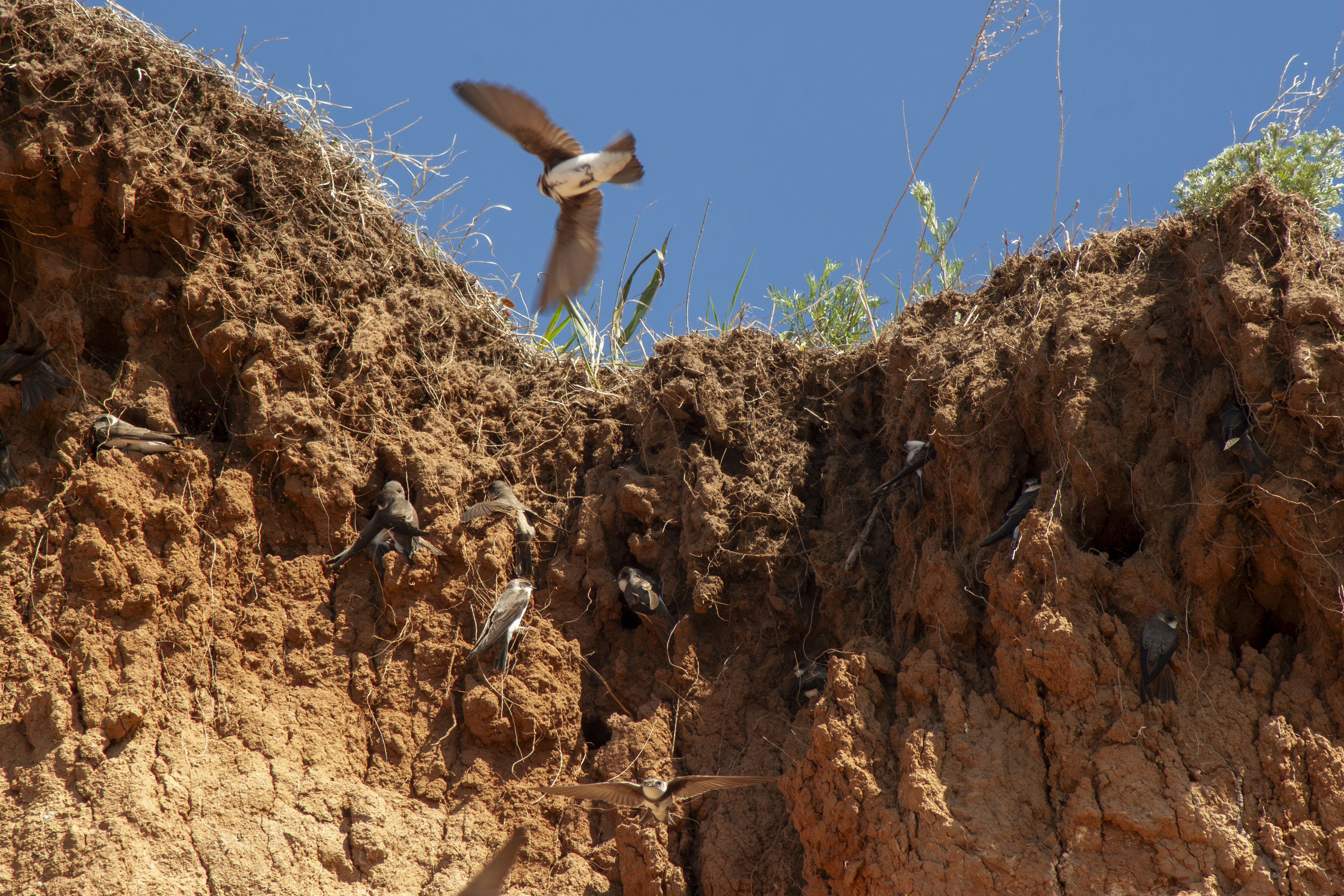 Soaring Above Earthen Cliffs: A Dance of Swallows