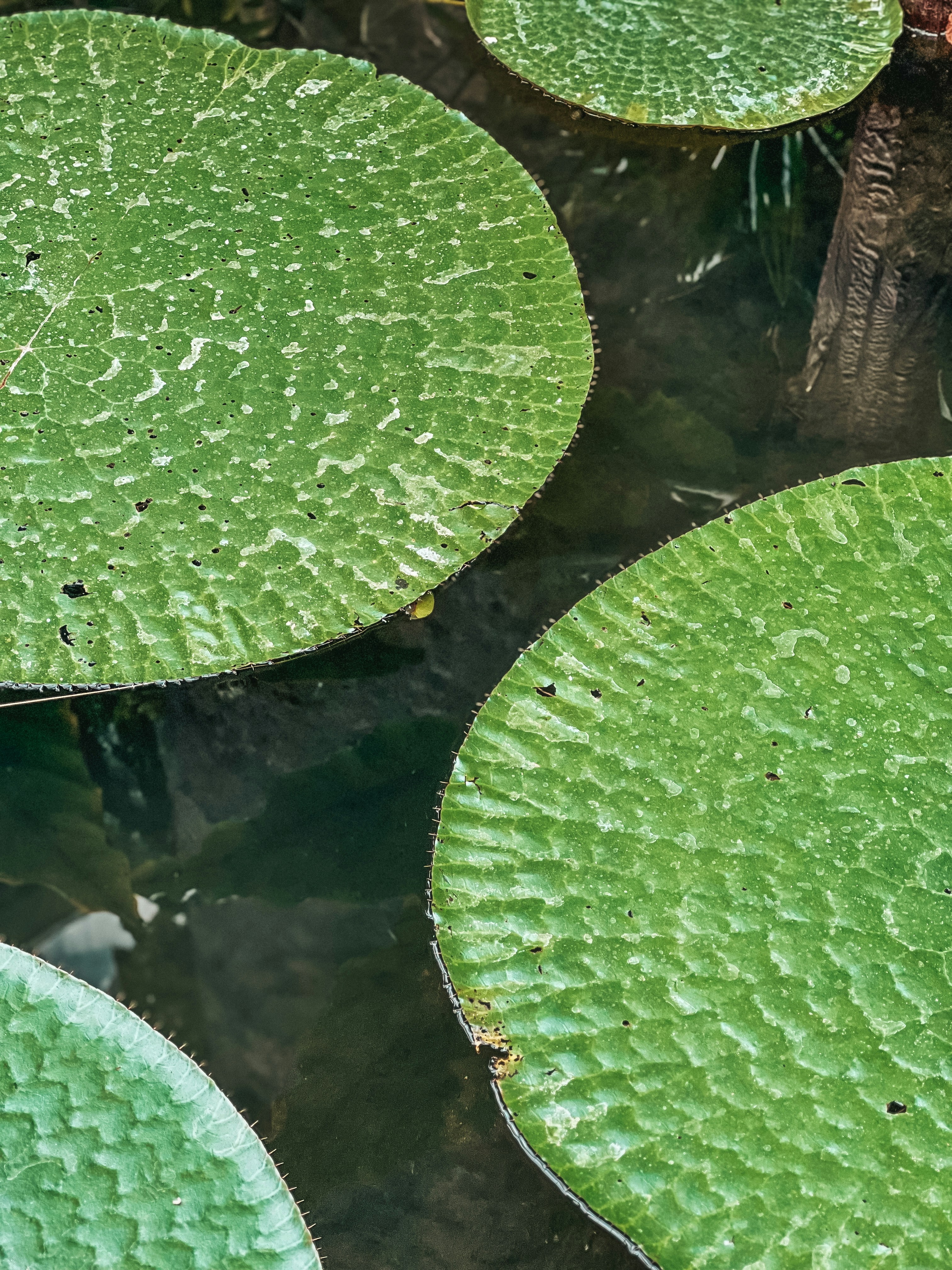 Serene Reflections of Nature's Canopy