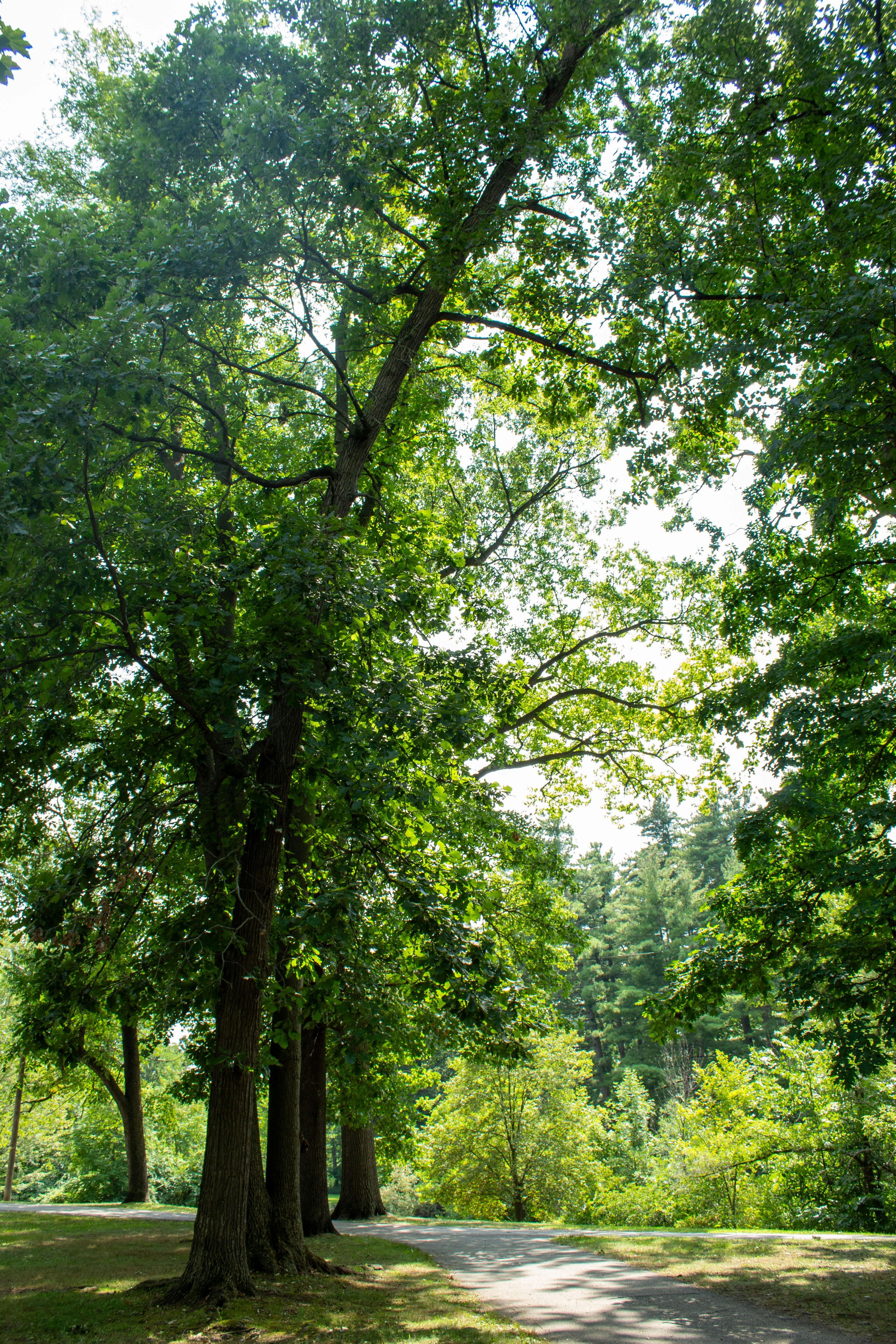 Tall trees line a path in a sunlit park.