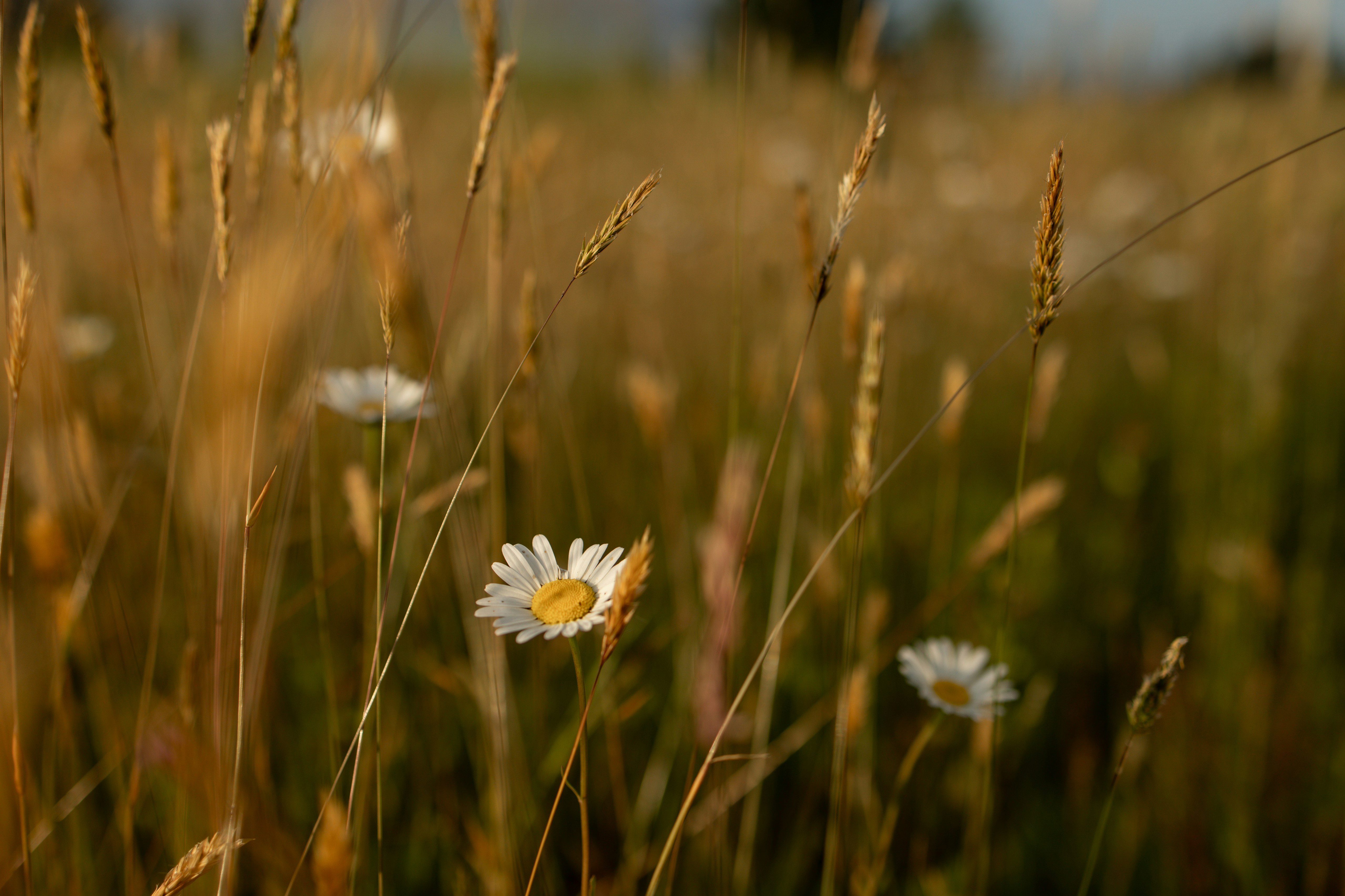 Field of daisies and tall grass in sunlight