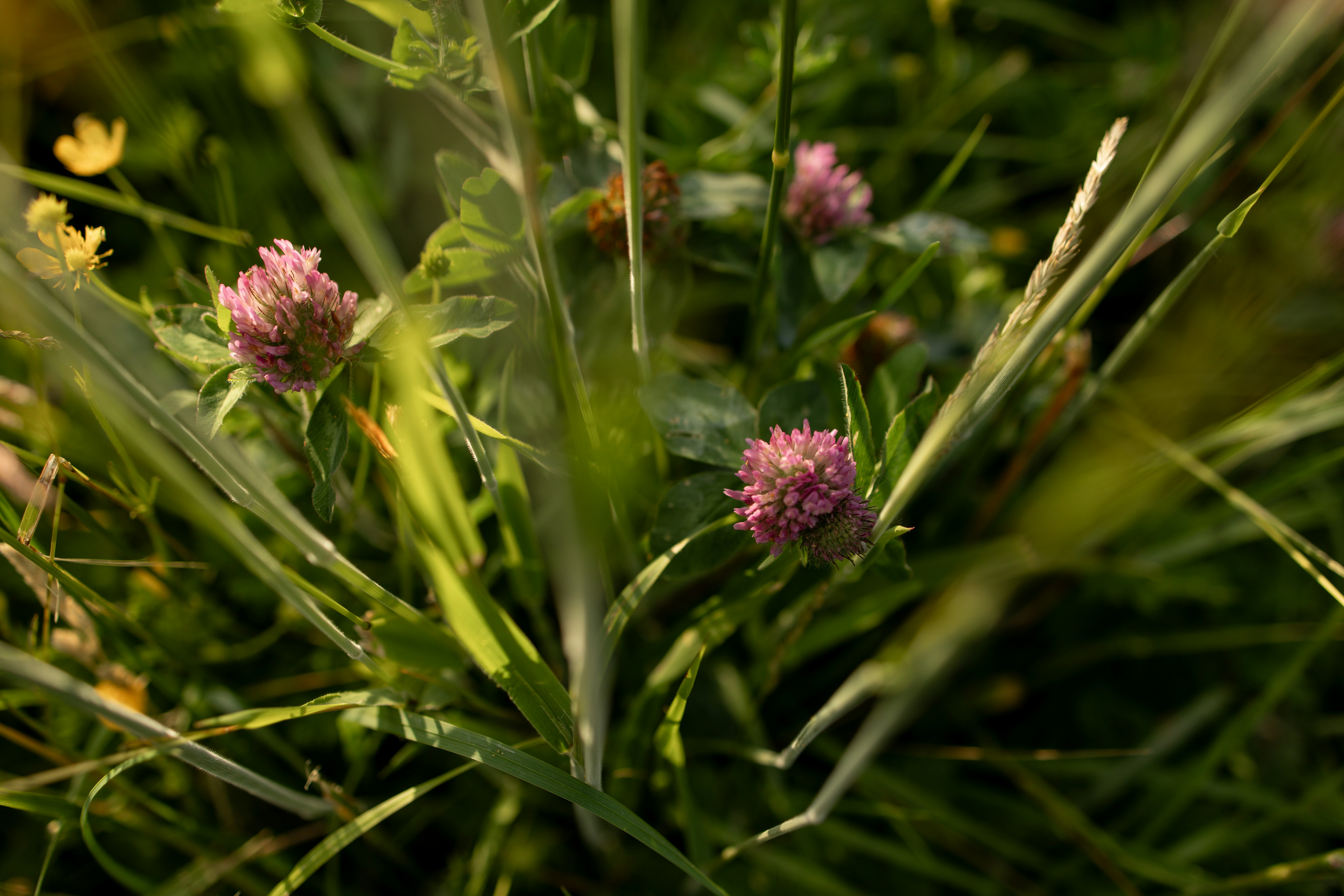 Pink clover flowers nestled in green grass.