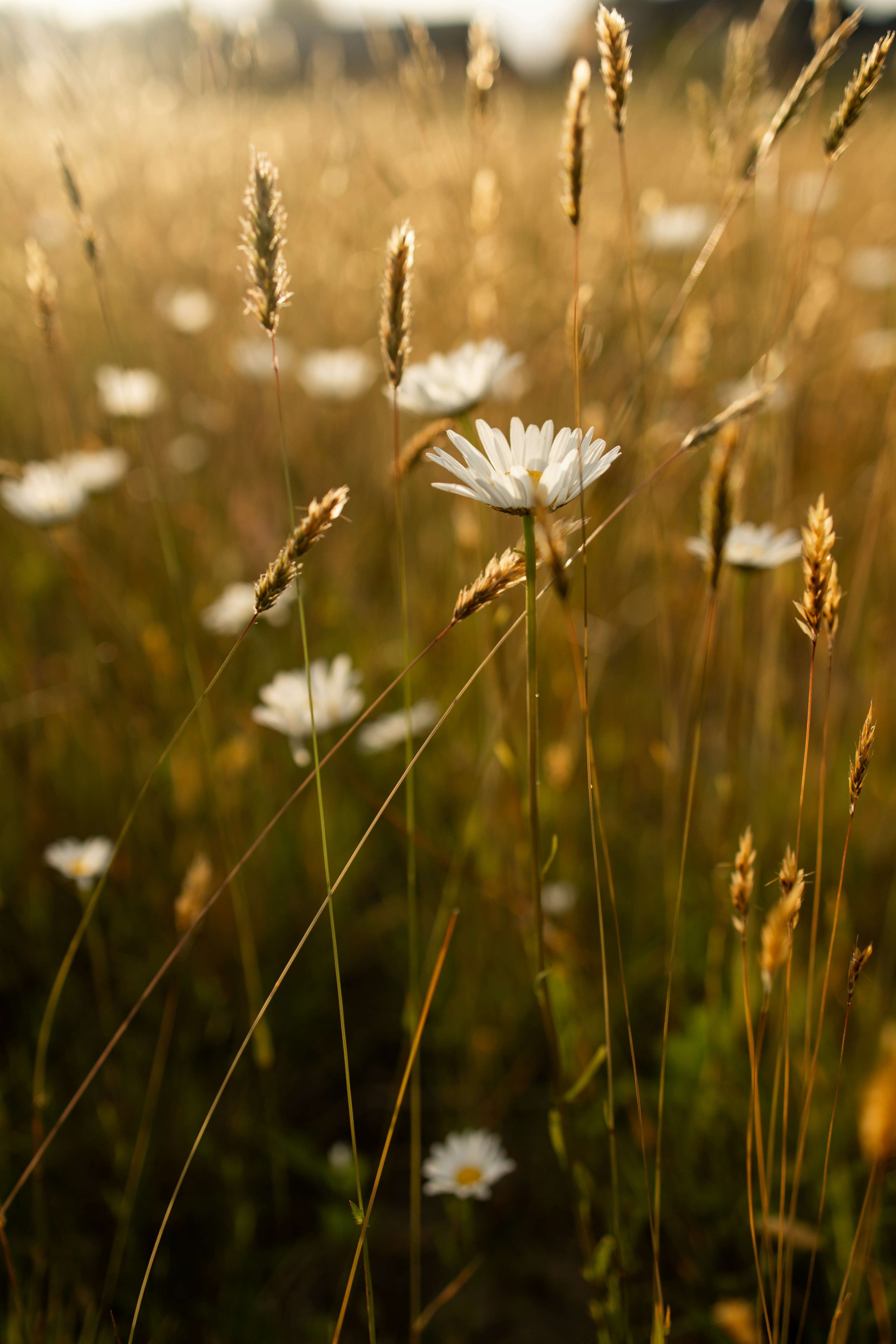 Field of daisies illuminated by warm sunlight