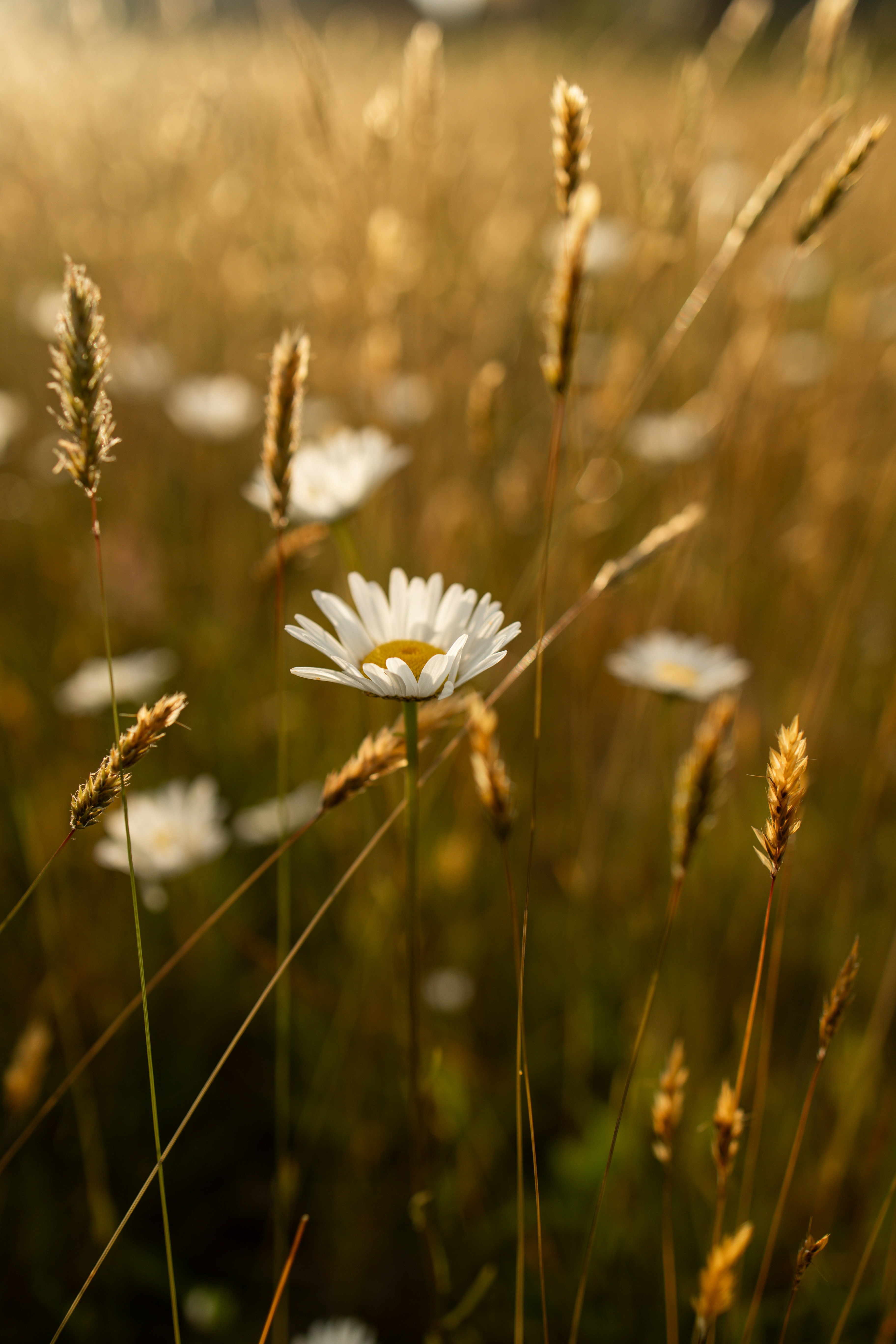 Daisies and tall grass illuminated by golden hour sunlight